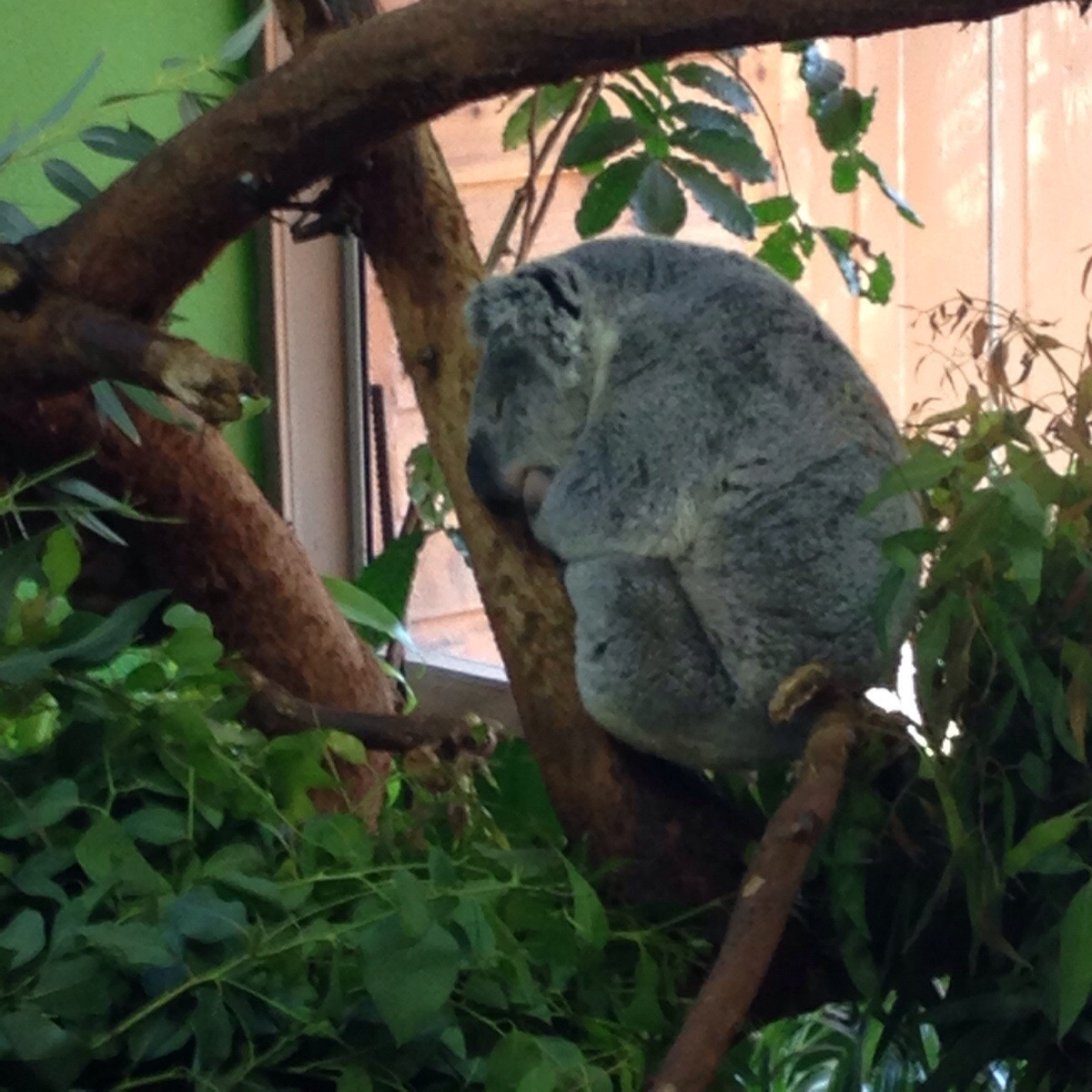 Sleeping Koala! | Scrolller