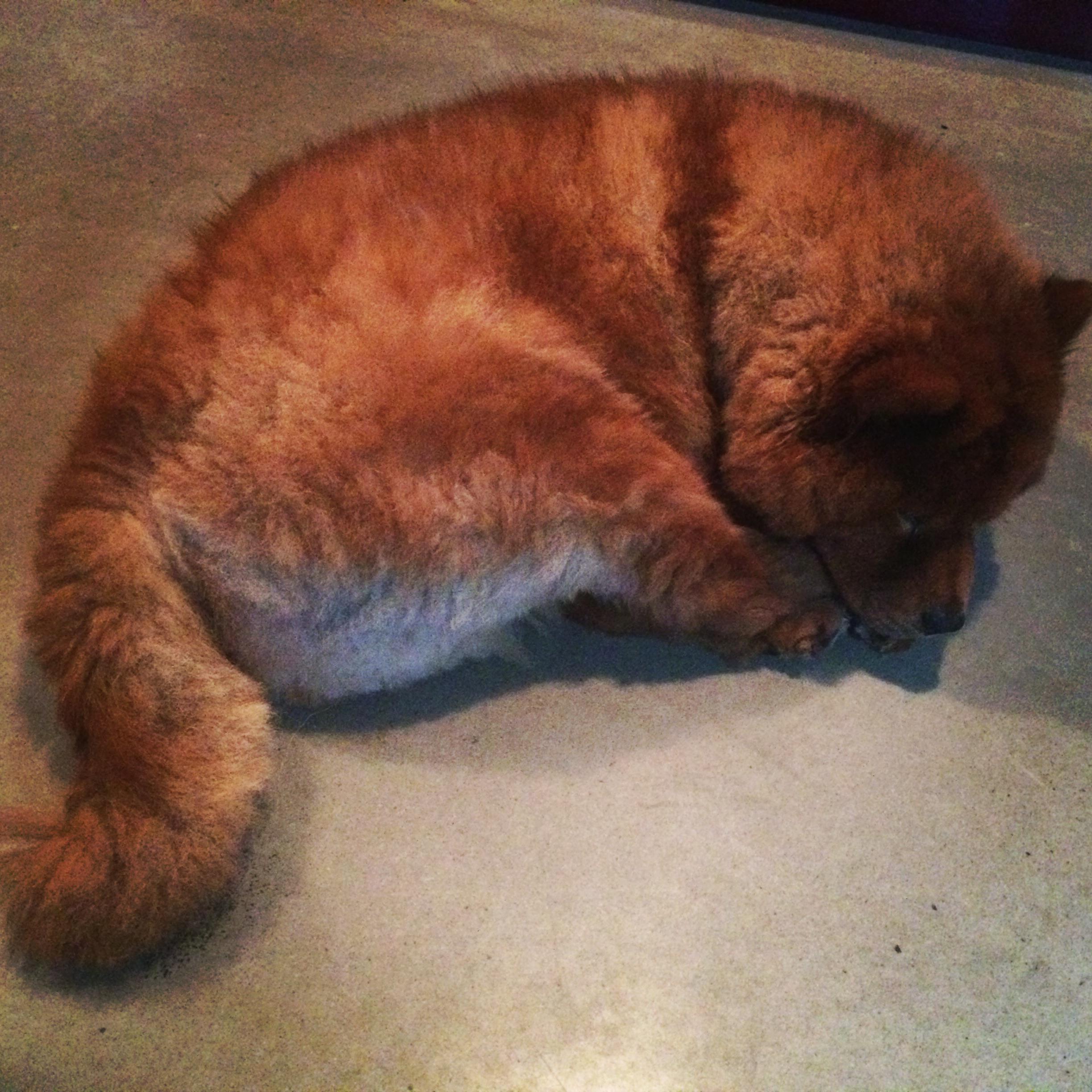 Sleeping on all her feetsies | Scrolller