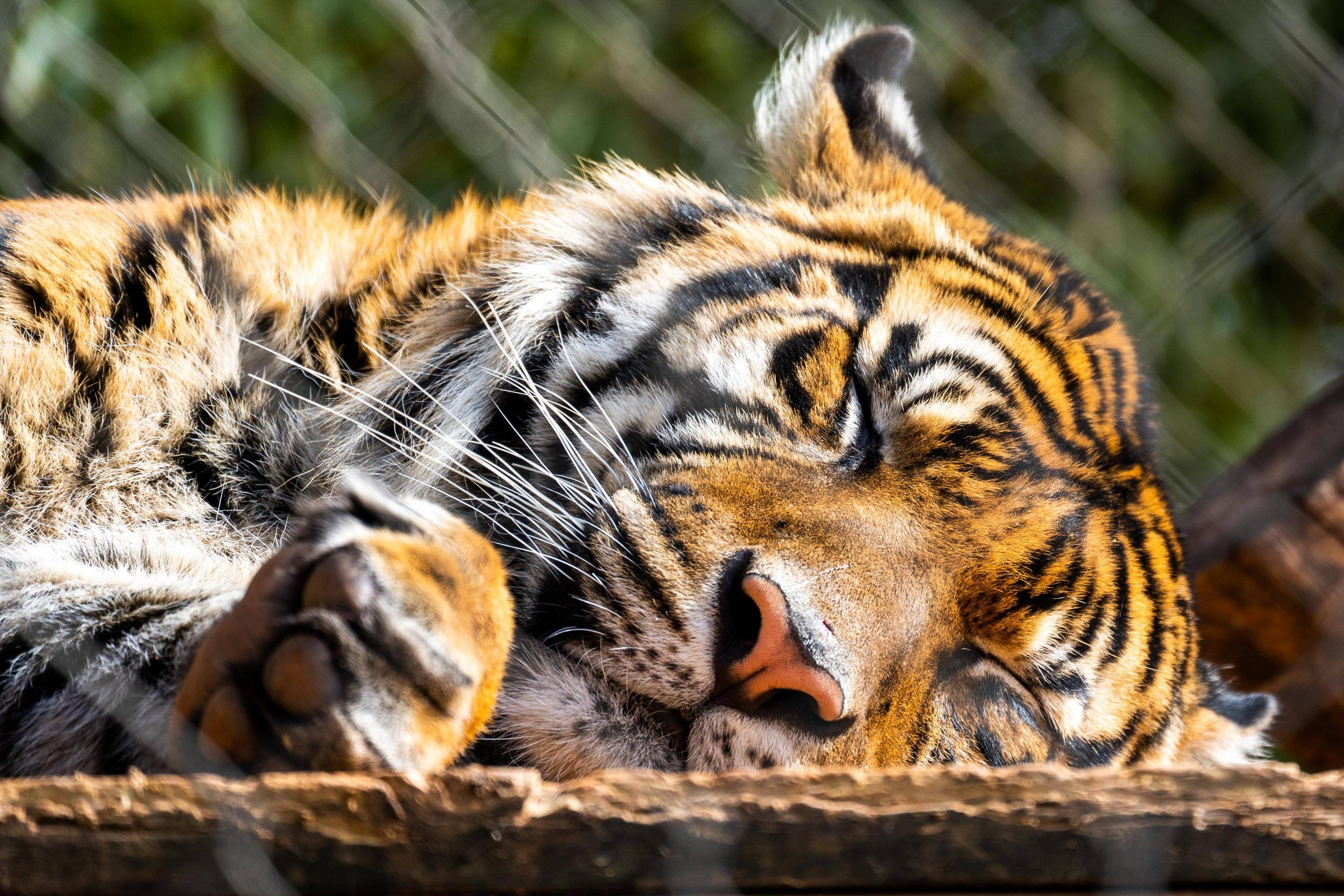 Sleeping tiger | Scrolller