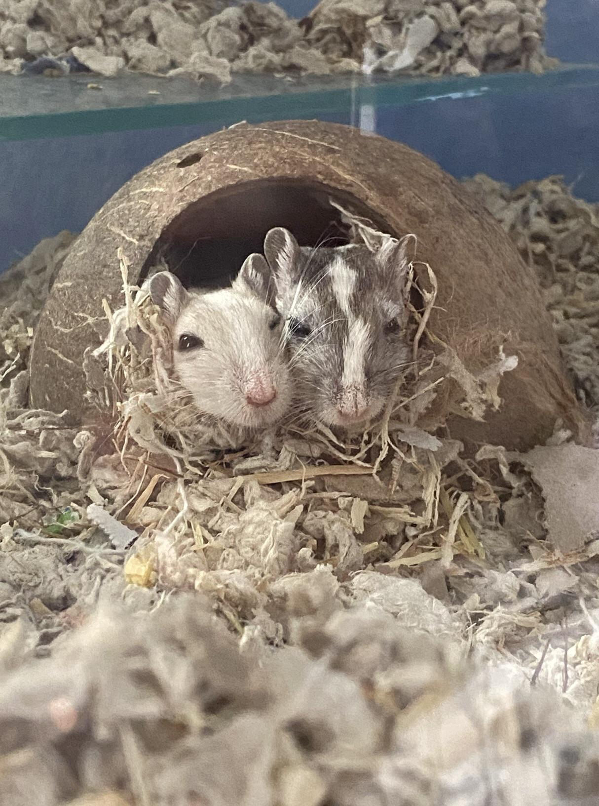 sleepy babies | Scrolller