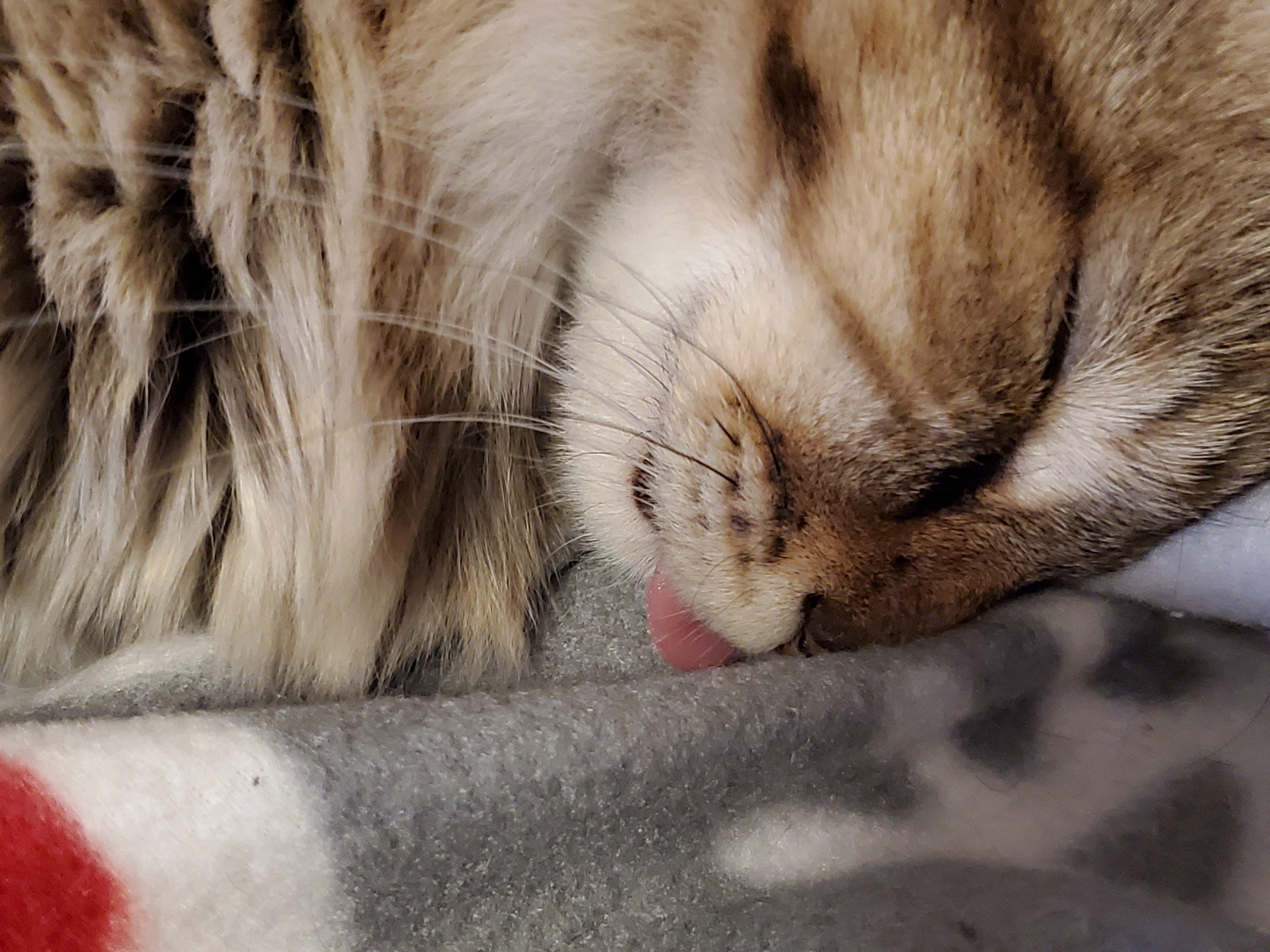 Sleepy Blep | Scrolller
