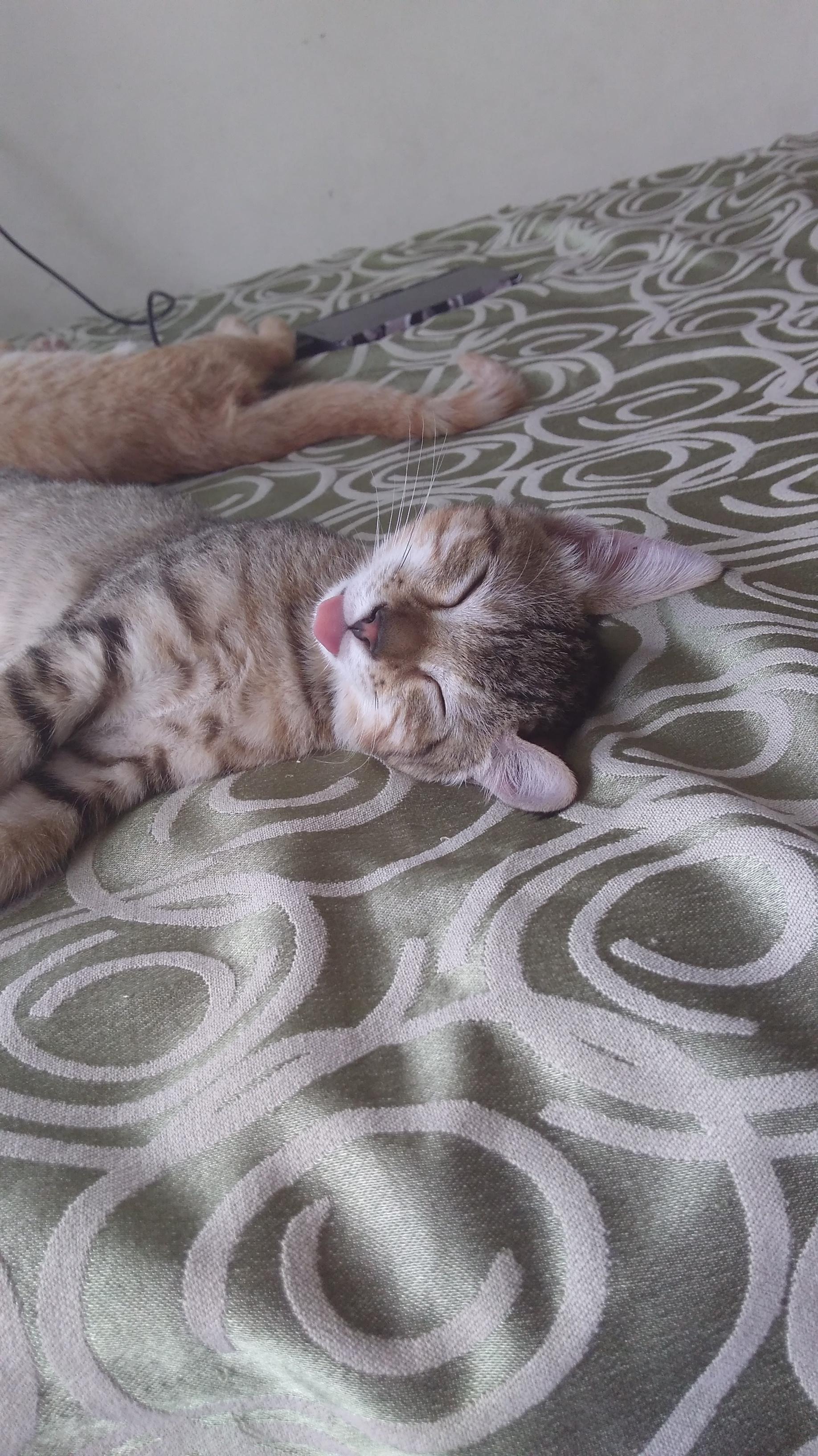 Sleepy Blep | Scrolller
