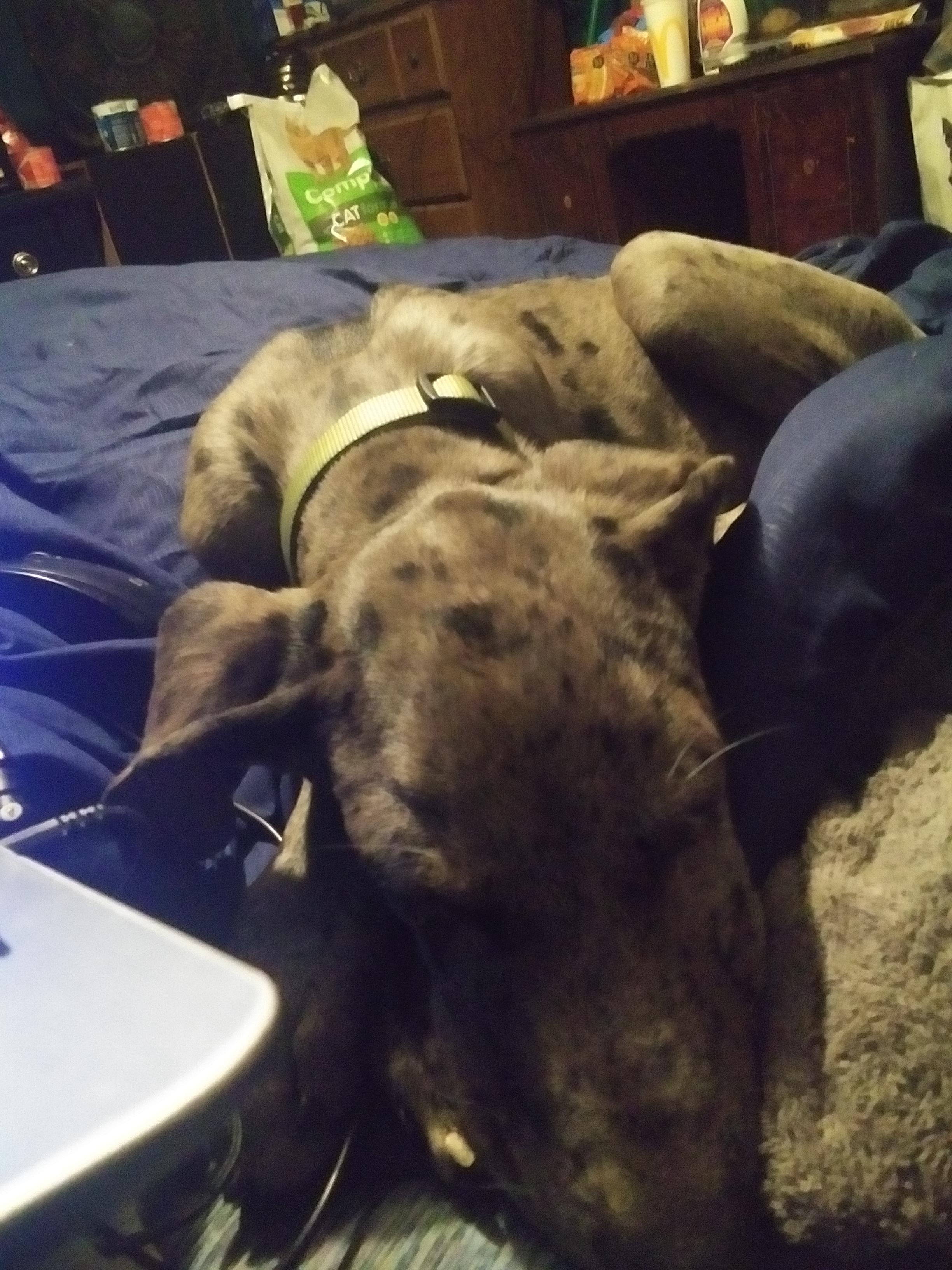 Sleepy boi | Scrolller