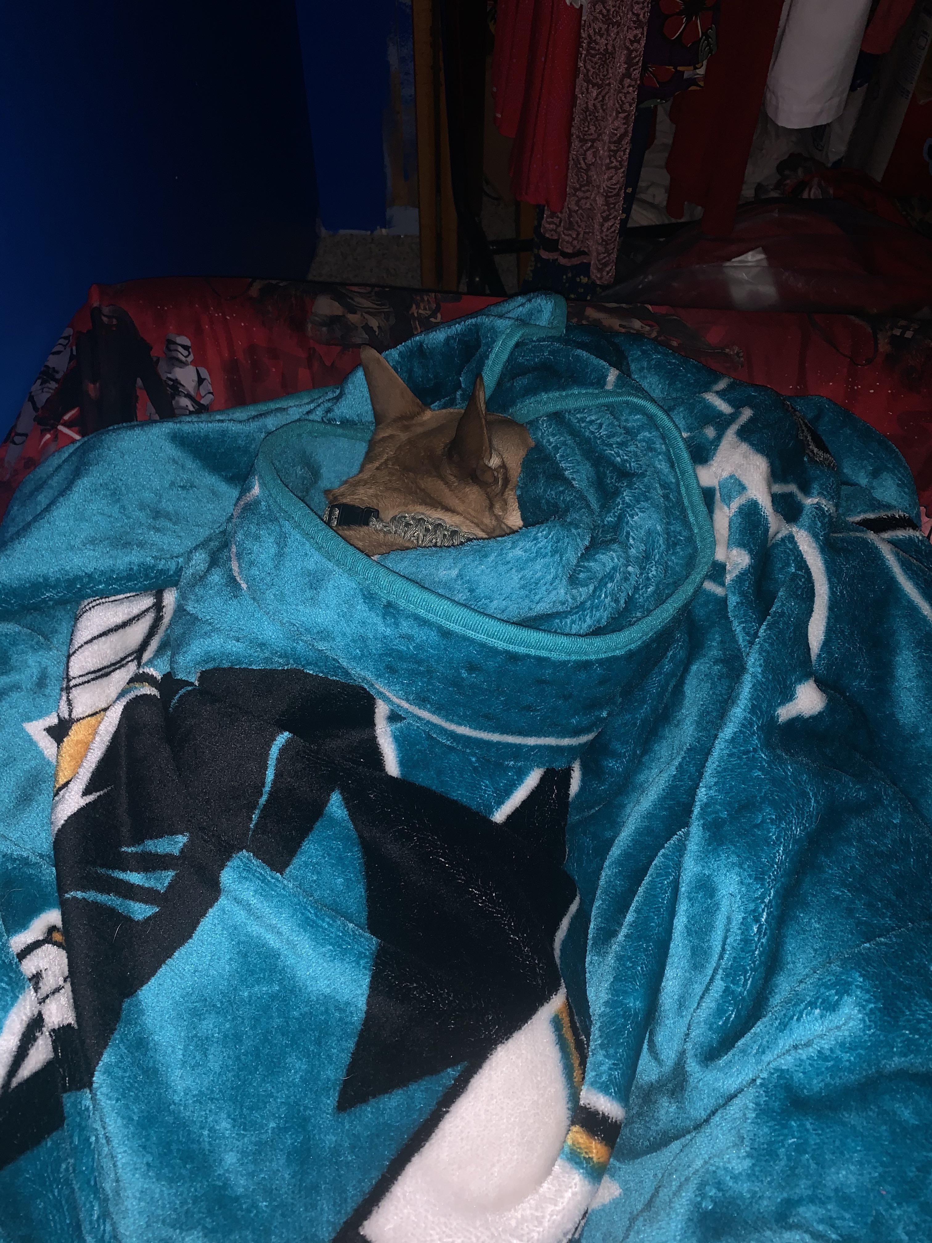 Sleepy boi | Scrolller