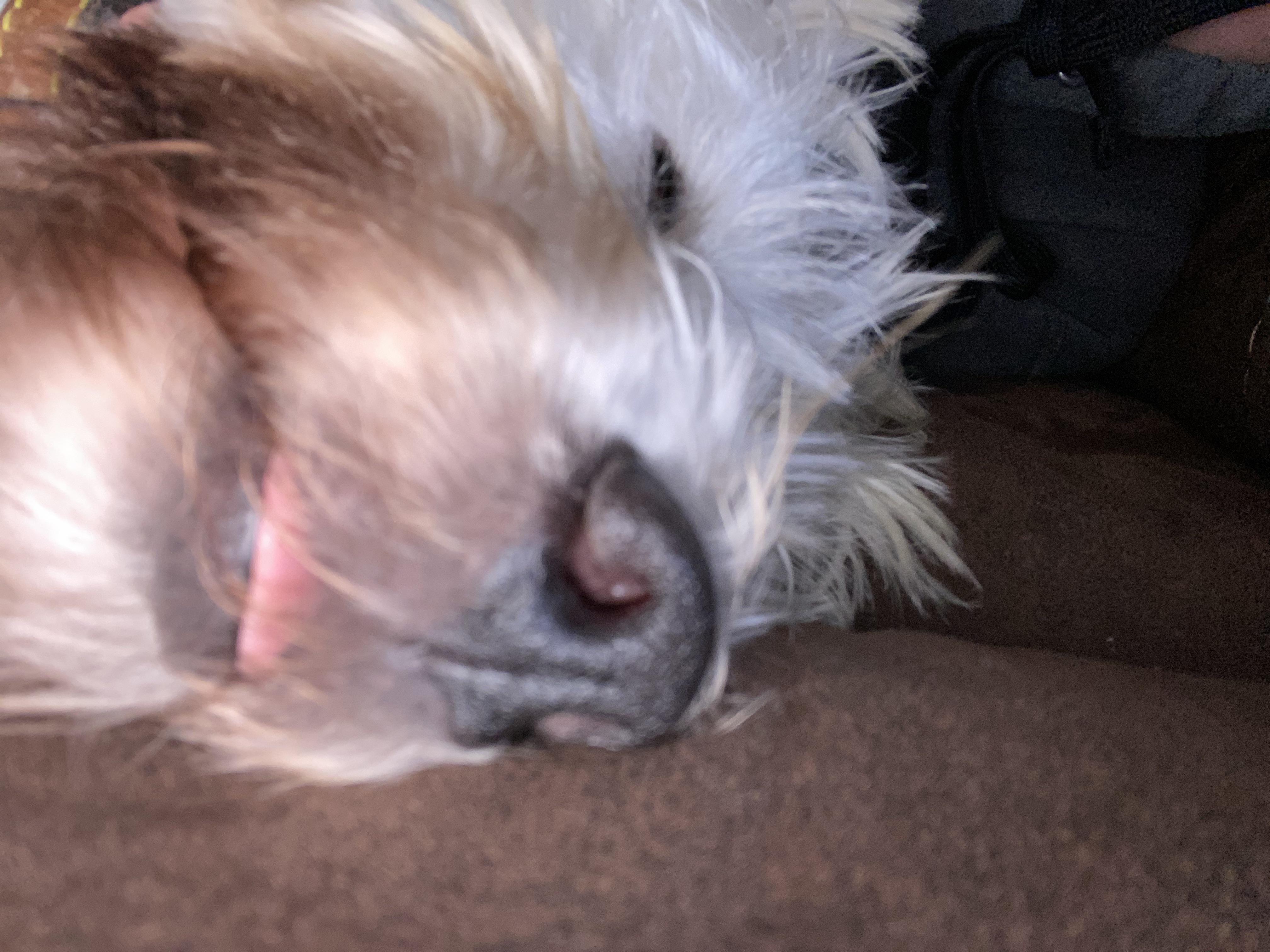 Sleepy boops | Scrolller