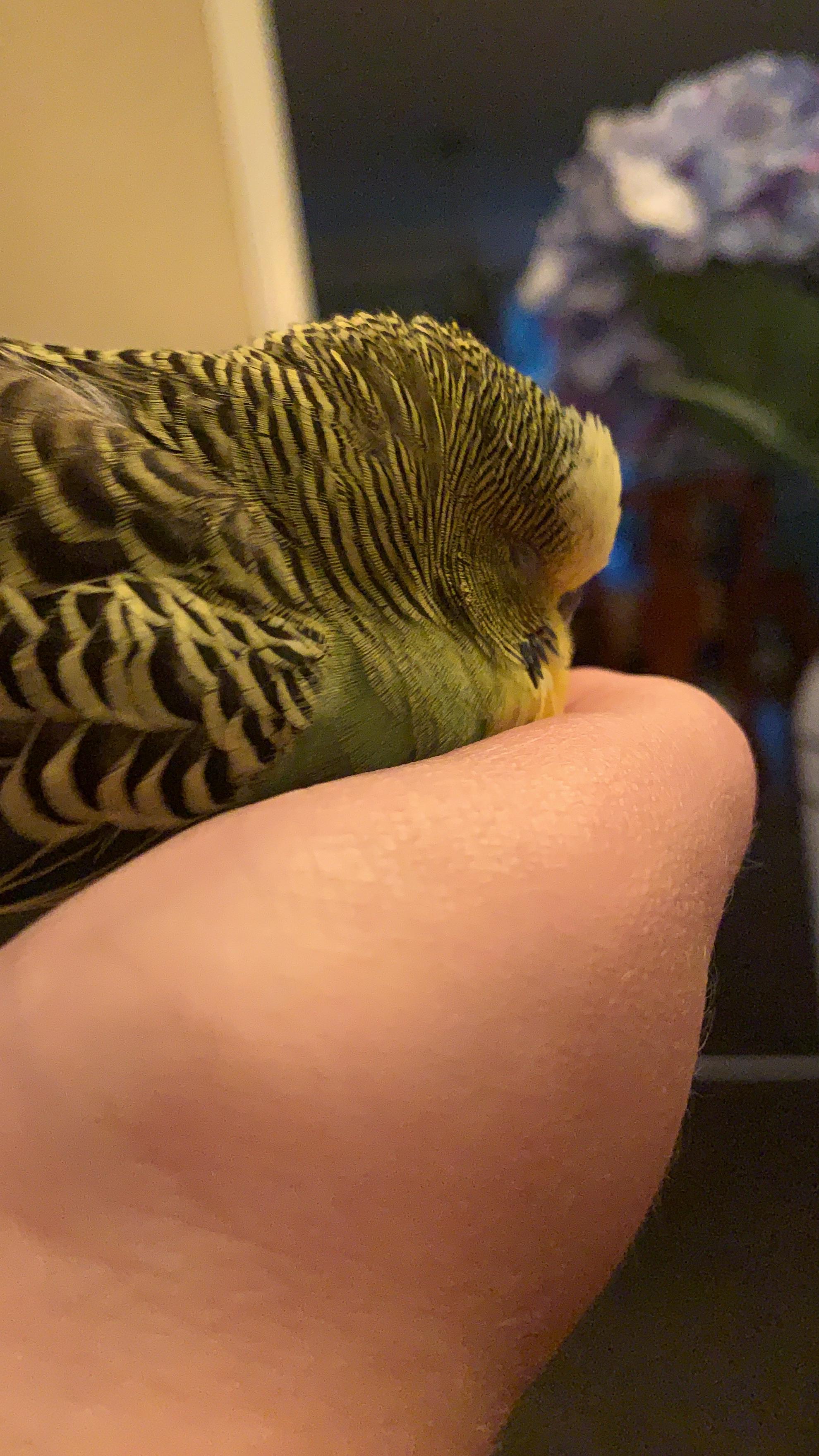 sleepy borb | Scrolller