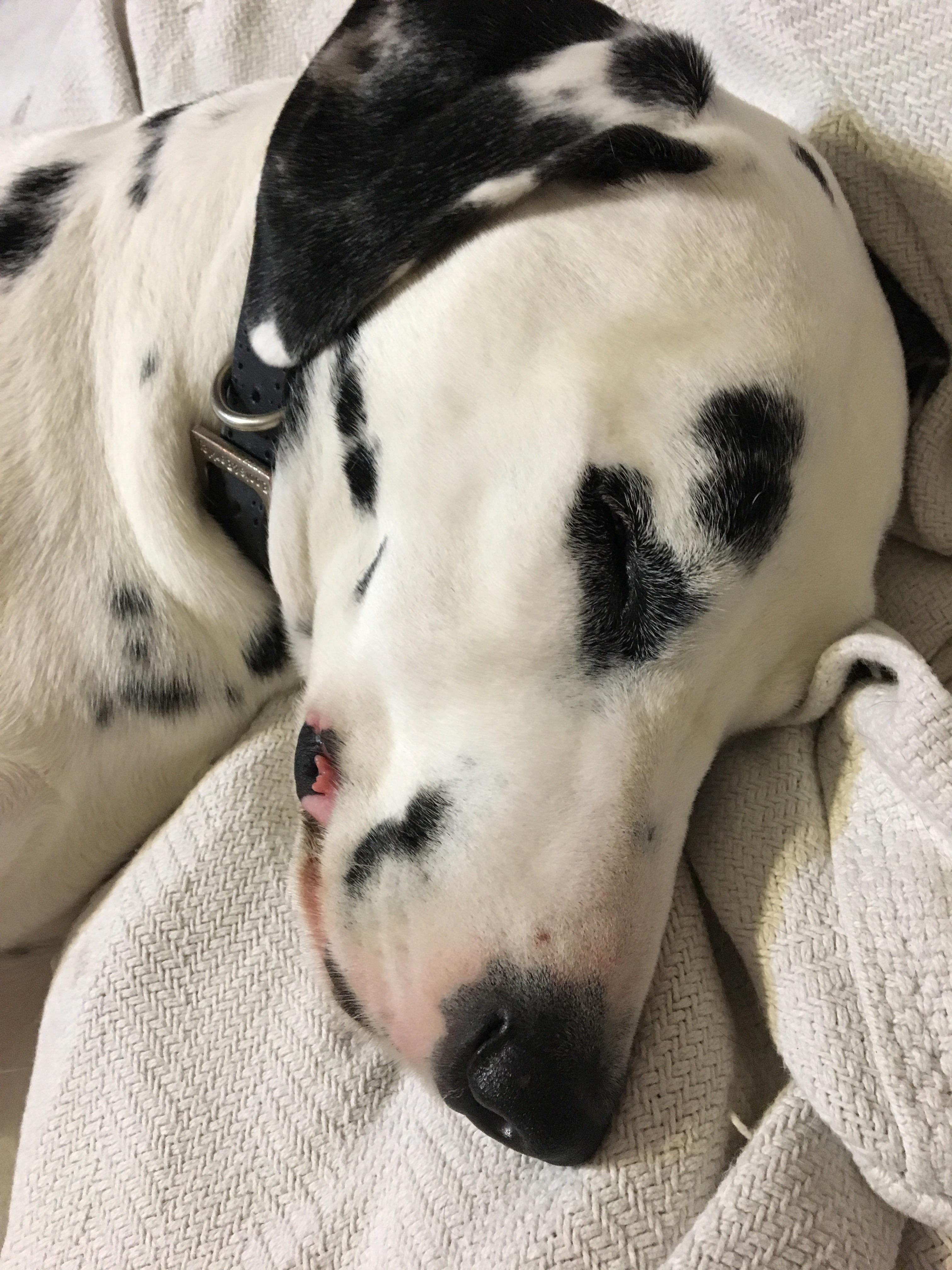 Sleepy Buddy | Scrolller