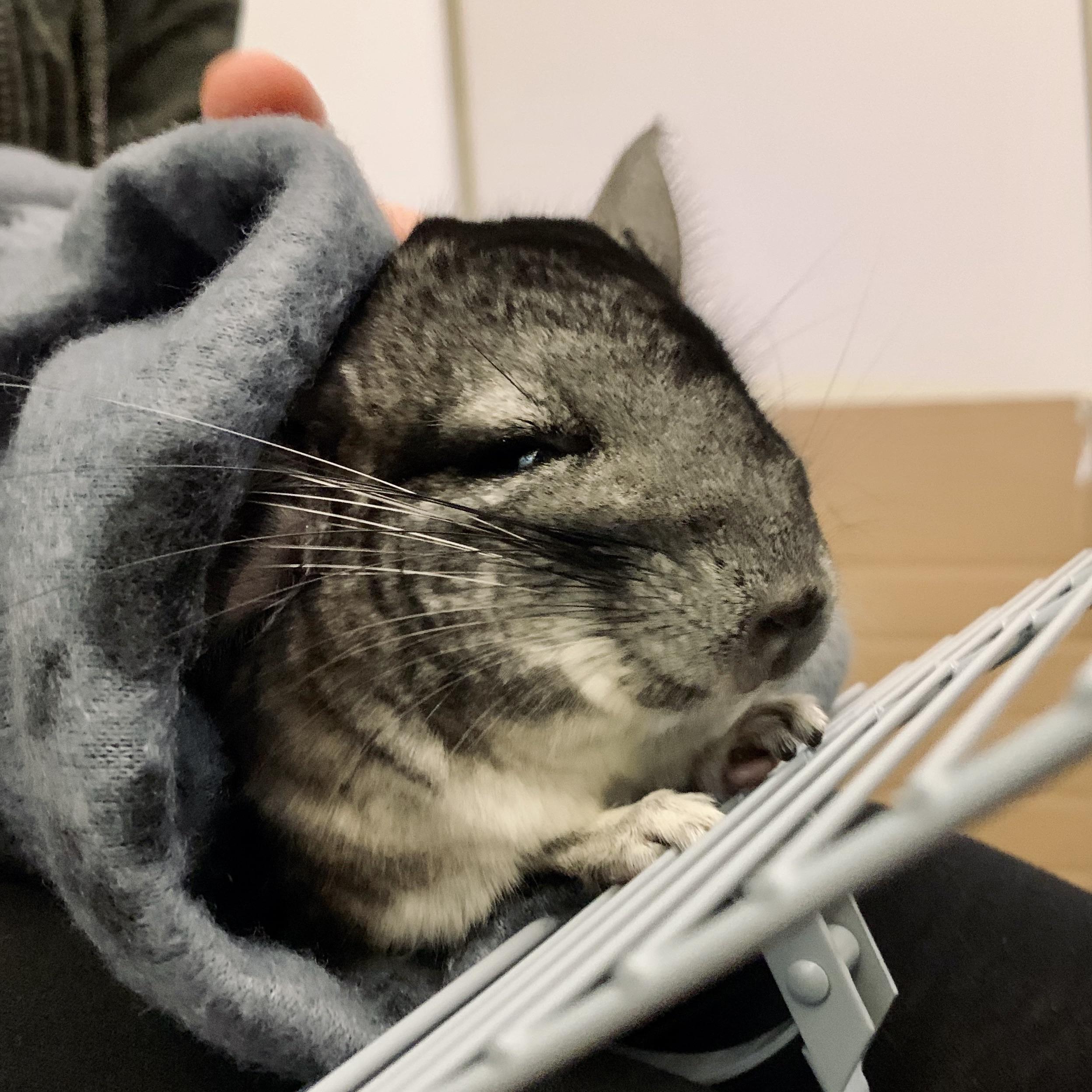 Sleepy burri-toes ...zzzzz | Scrolller