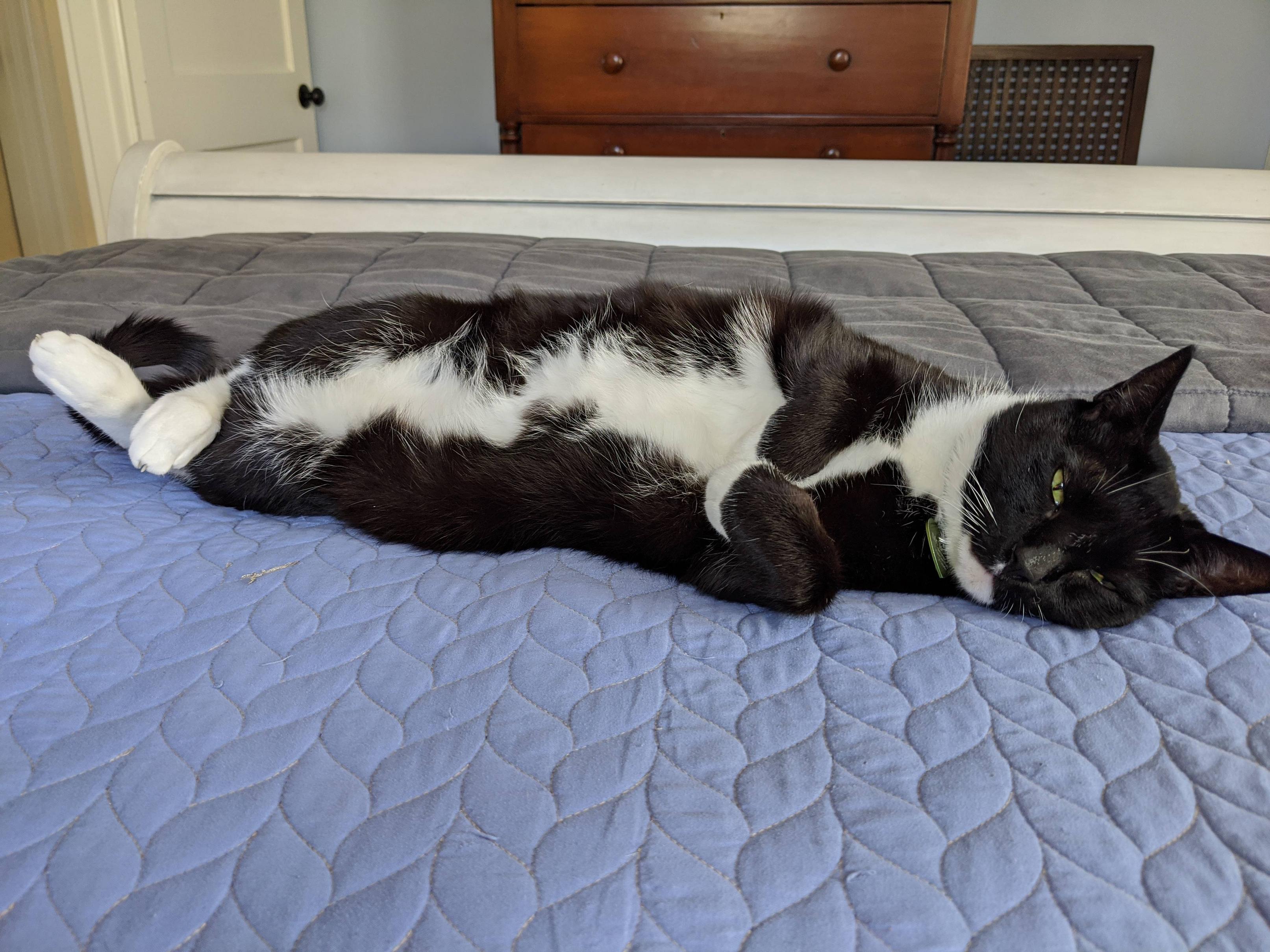 Sleepy but showing off the full tux | Scrolller