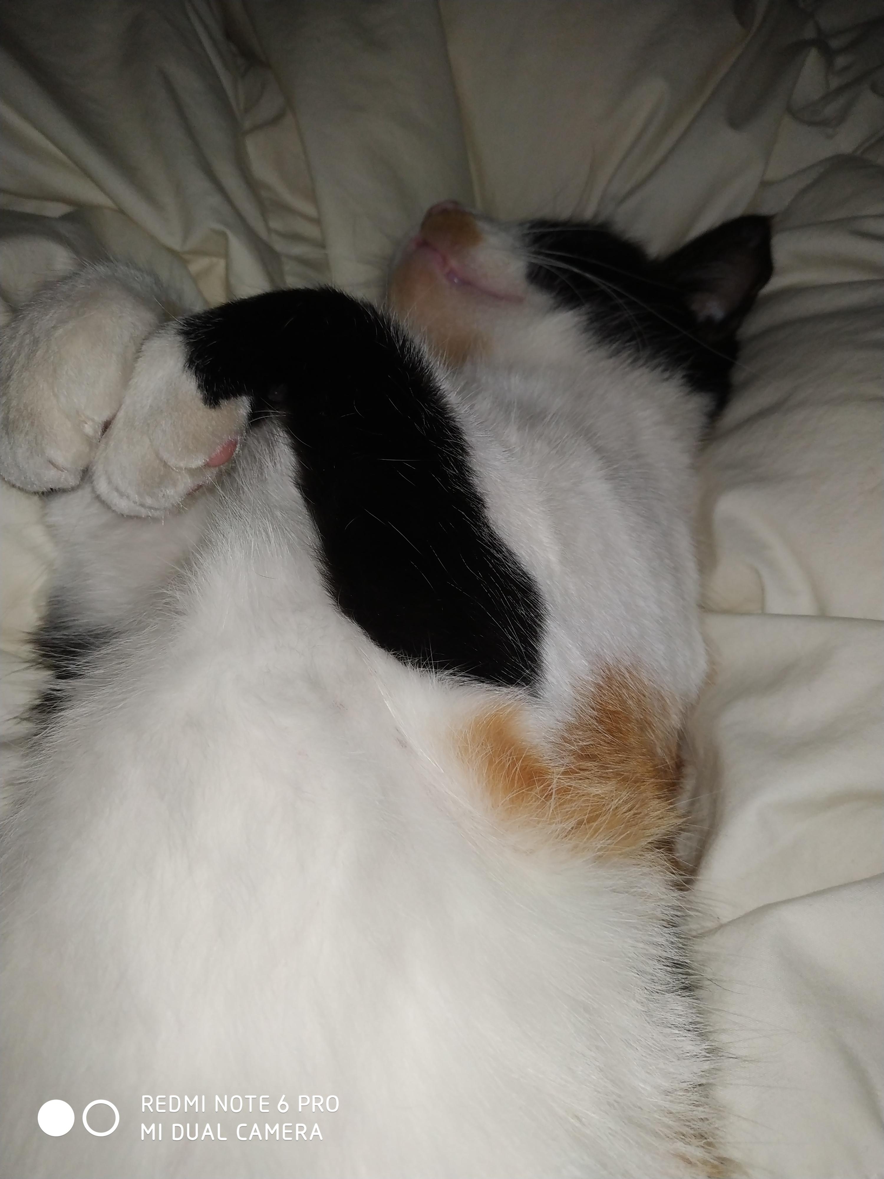 Sleepy chomnk | Scrolller