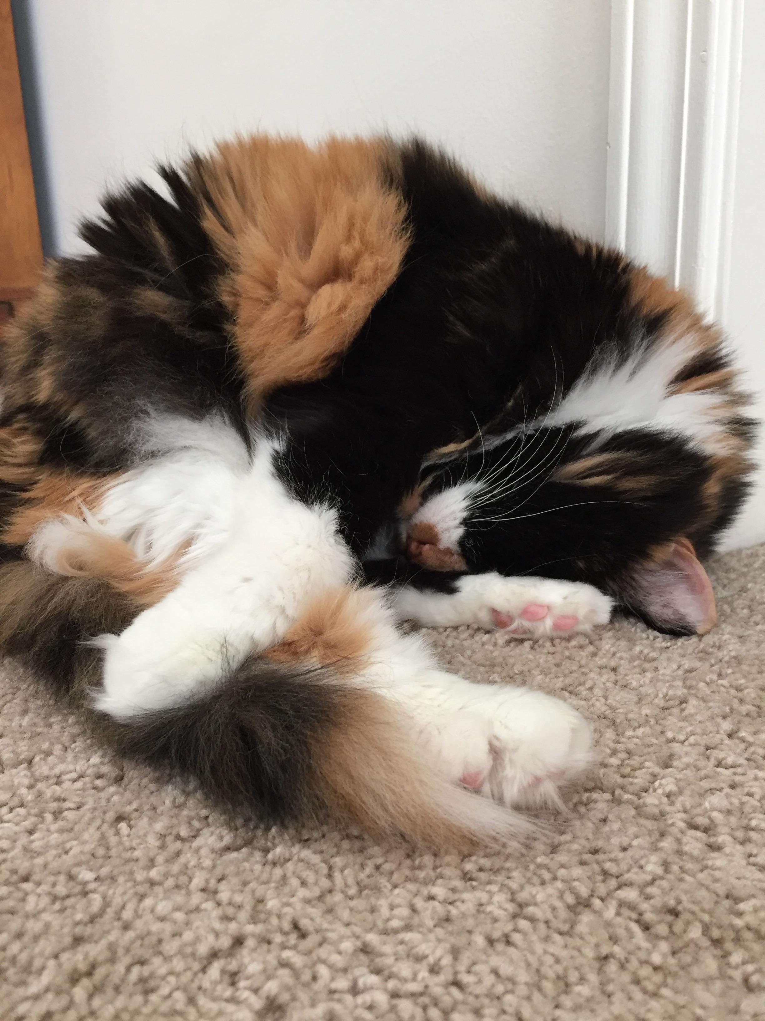 Sleepy circle | Scrolller