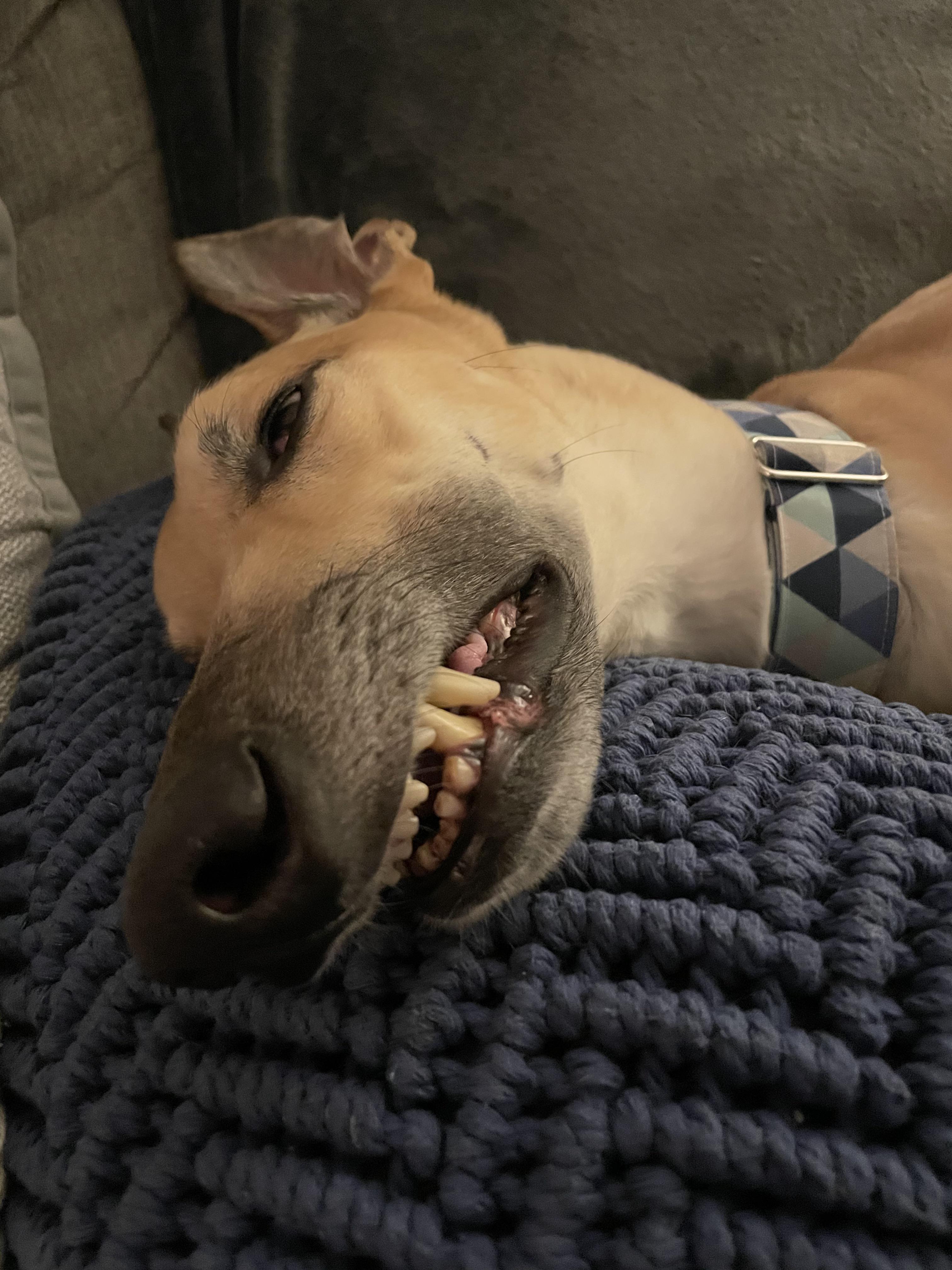 Sleepy faces | Scrolller