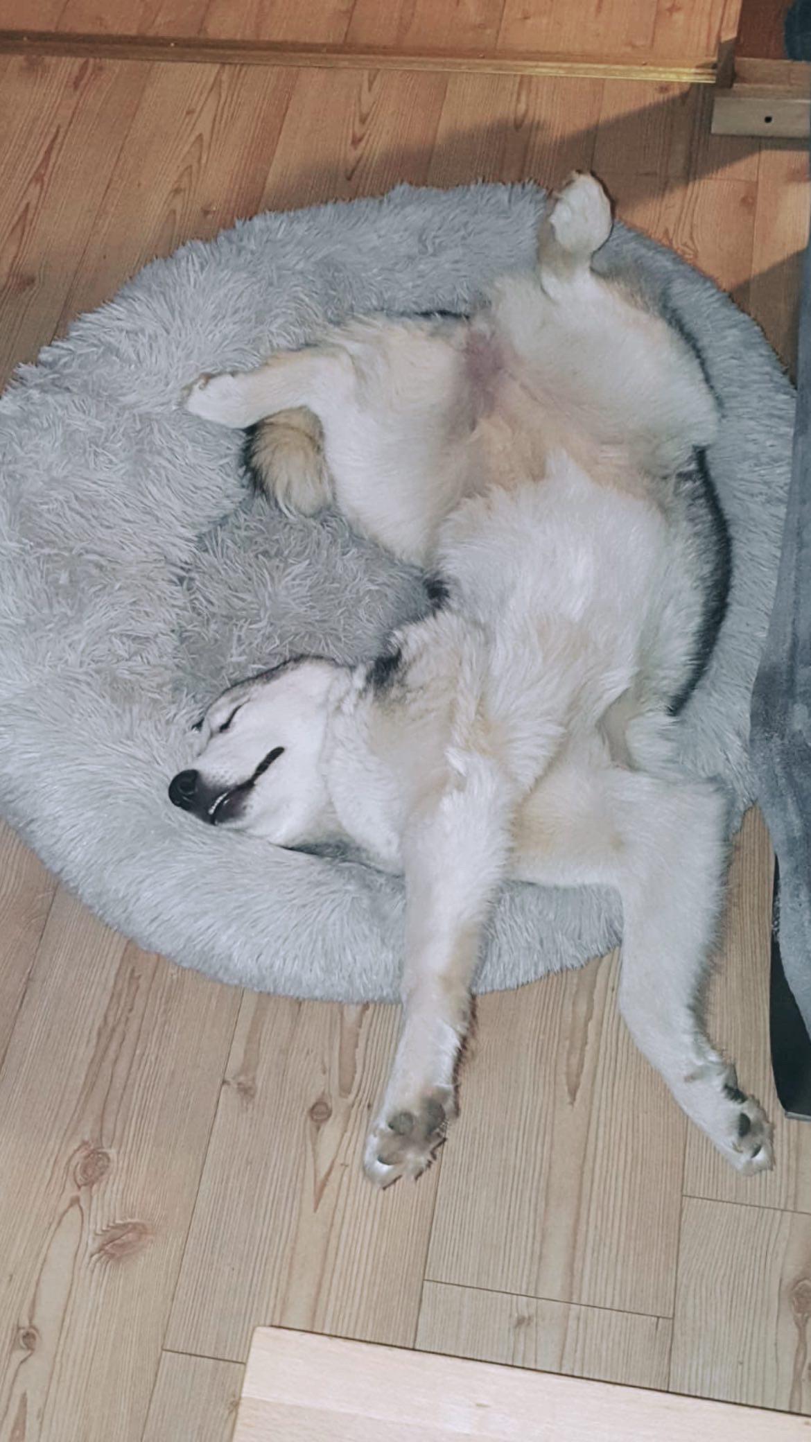 Sleepy girl | Scrolller