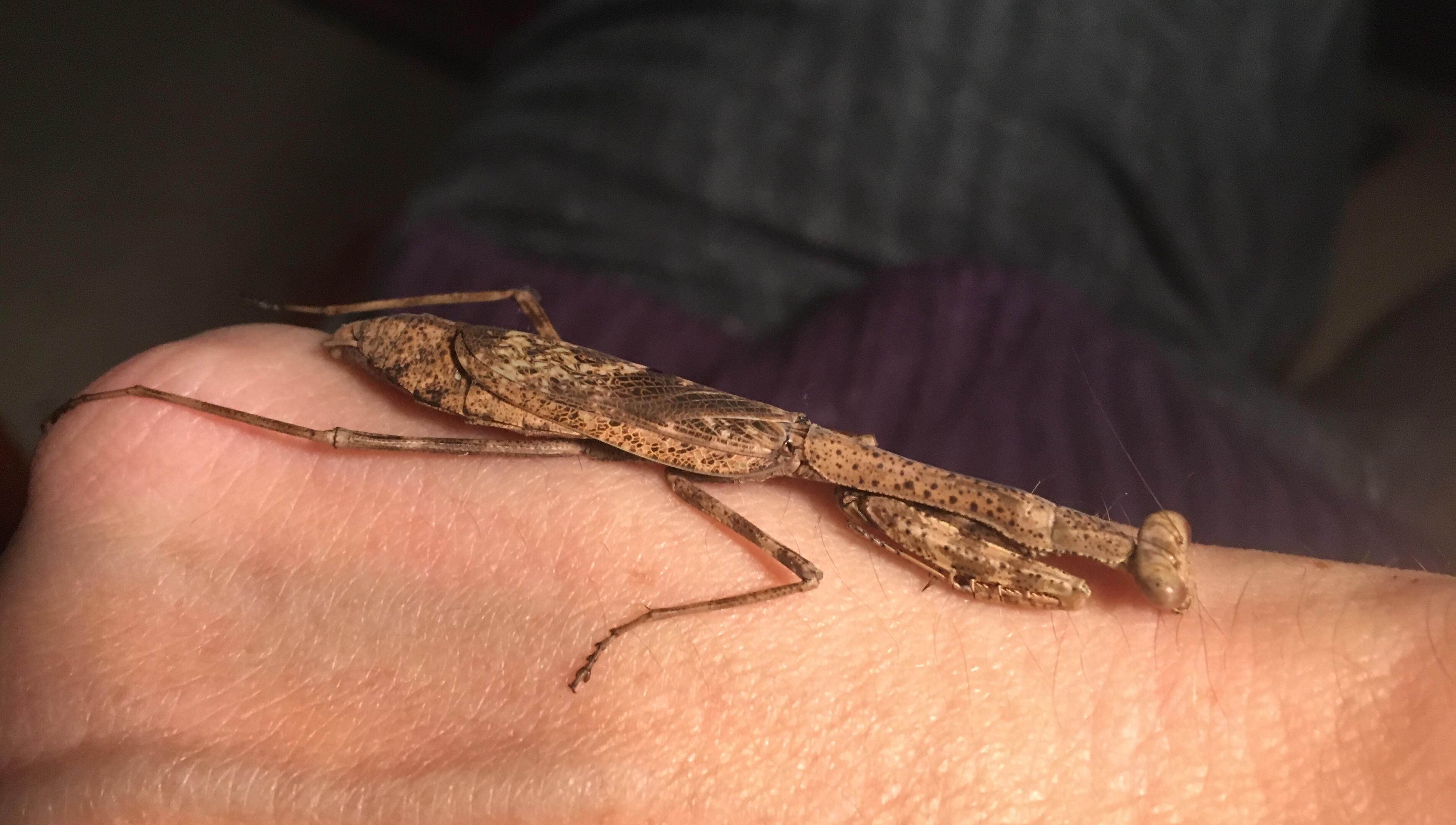 Sleepy Girl After 2 Crickets. 🦗🦗 | Scrolller