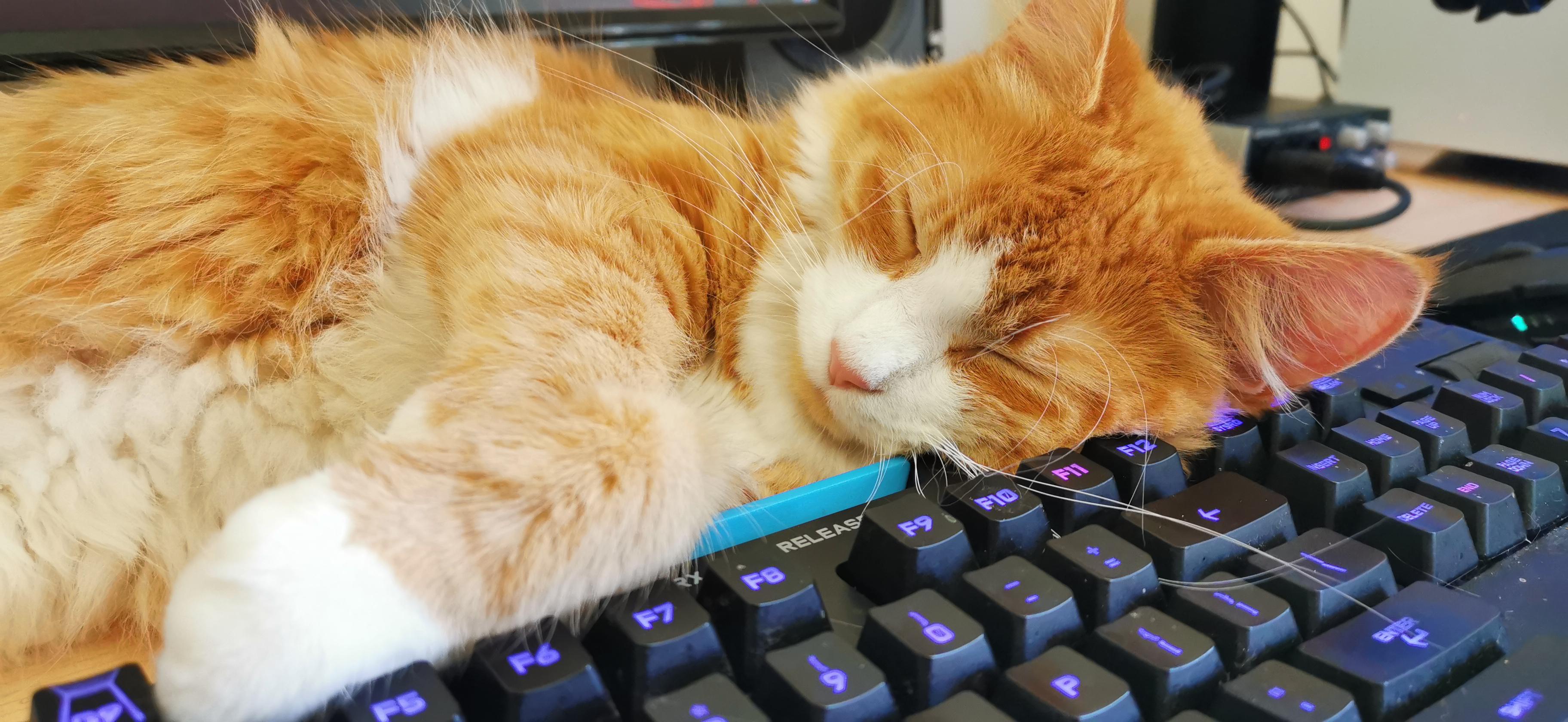 sleepy kitty | Scrolller