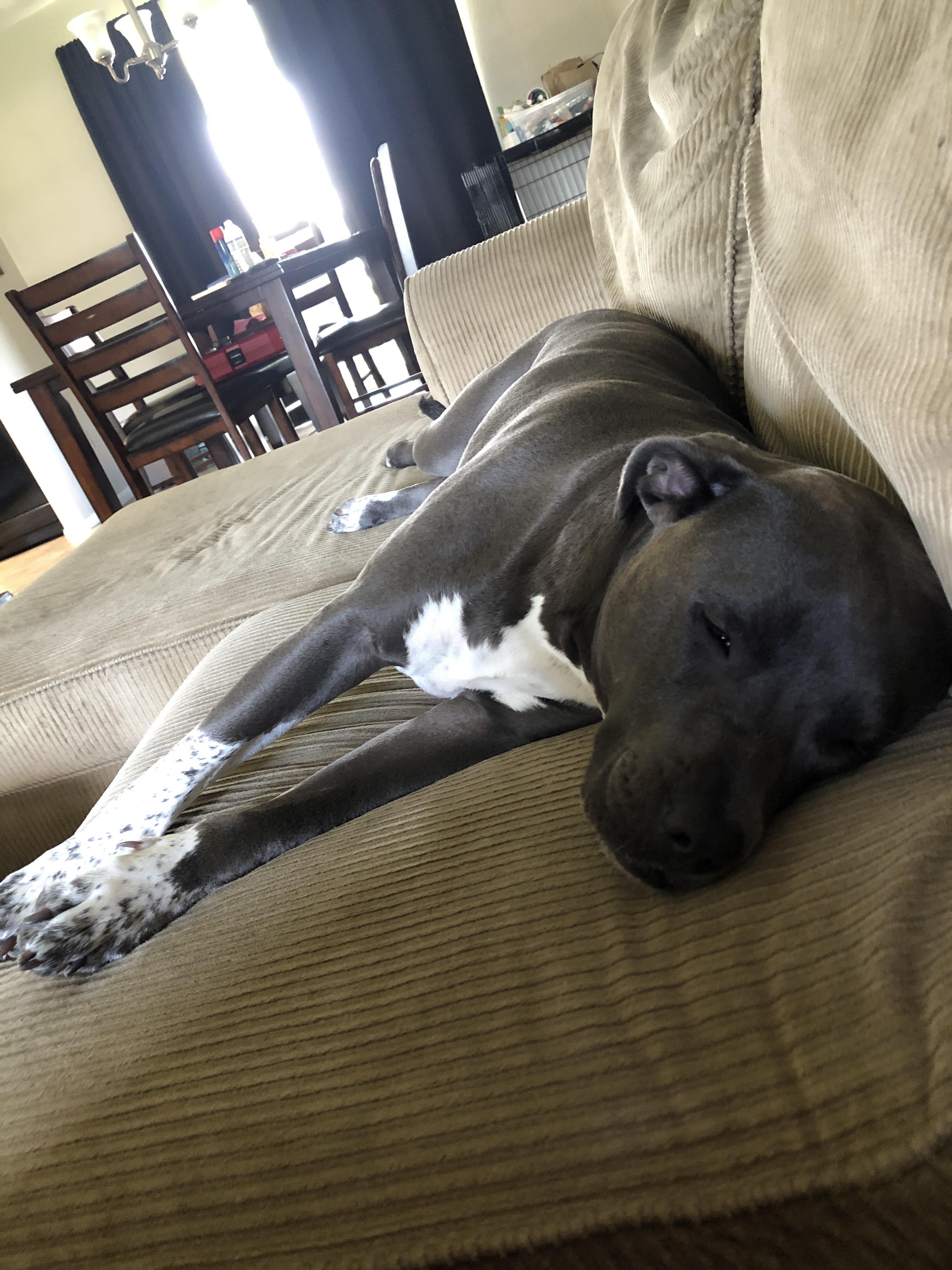 Sleepy Lulu the poopoo 💩 | Scrolller