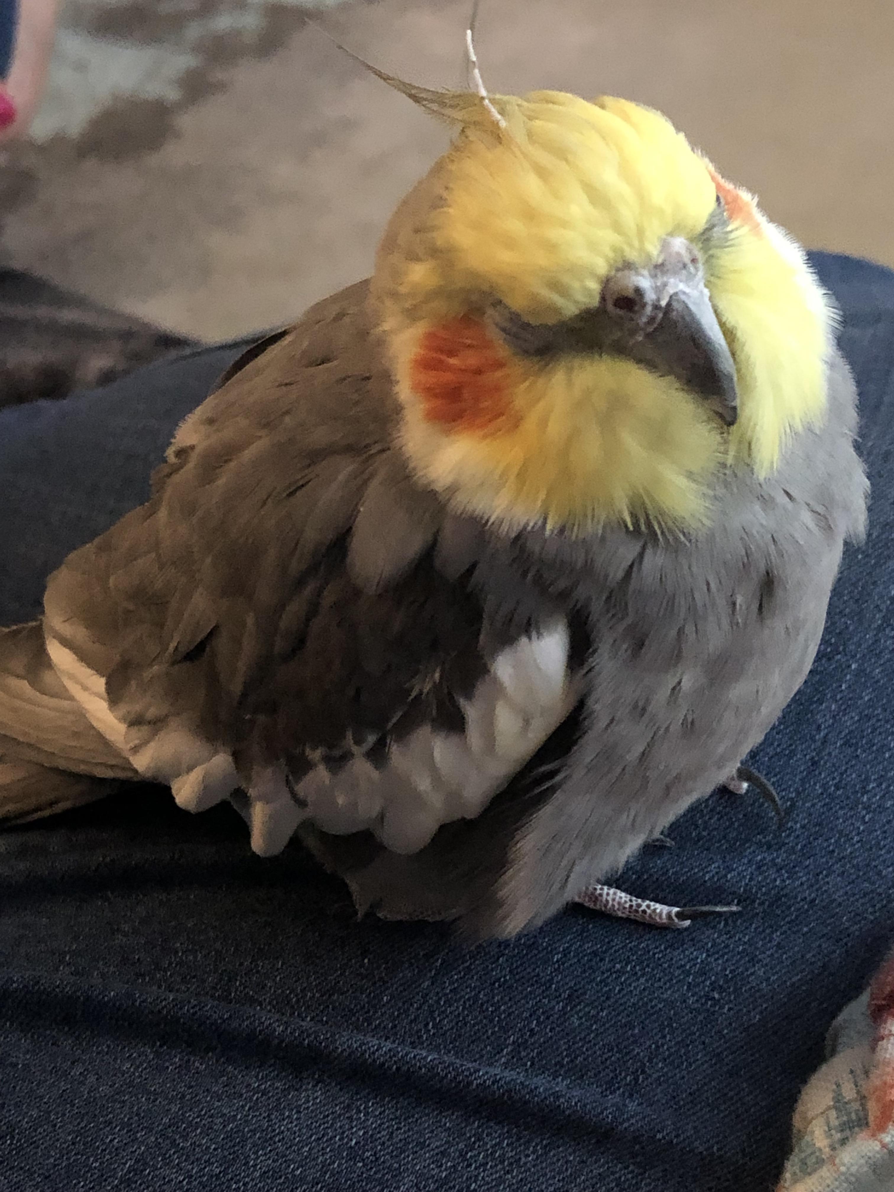 Sleepy old birb. Puck, 14. | Scrolller