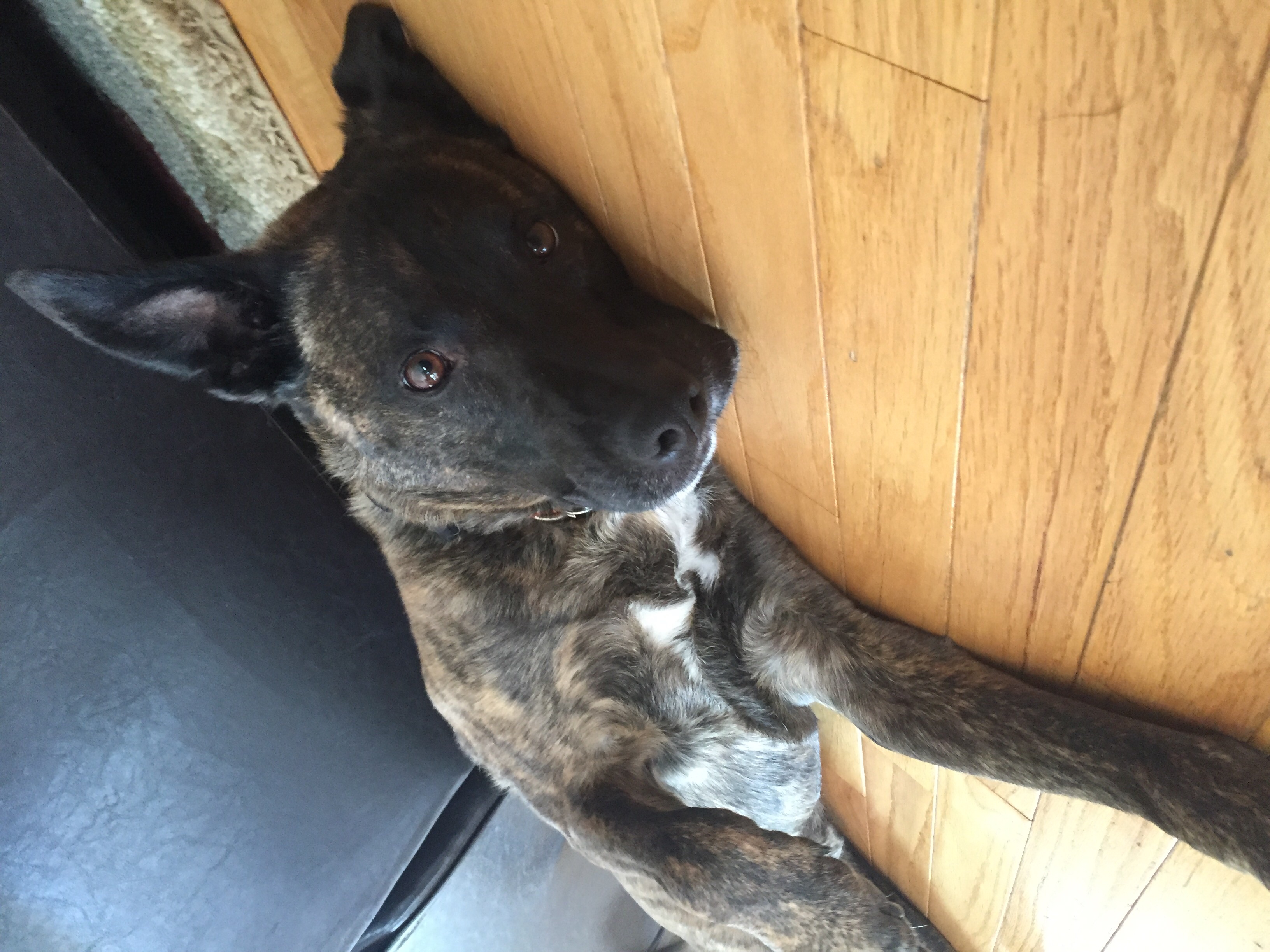 Sleepy pupper | Scrolller