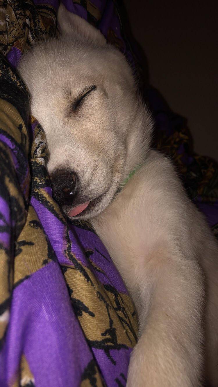 Sleepy puppy does a baby mlem | Scrolller