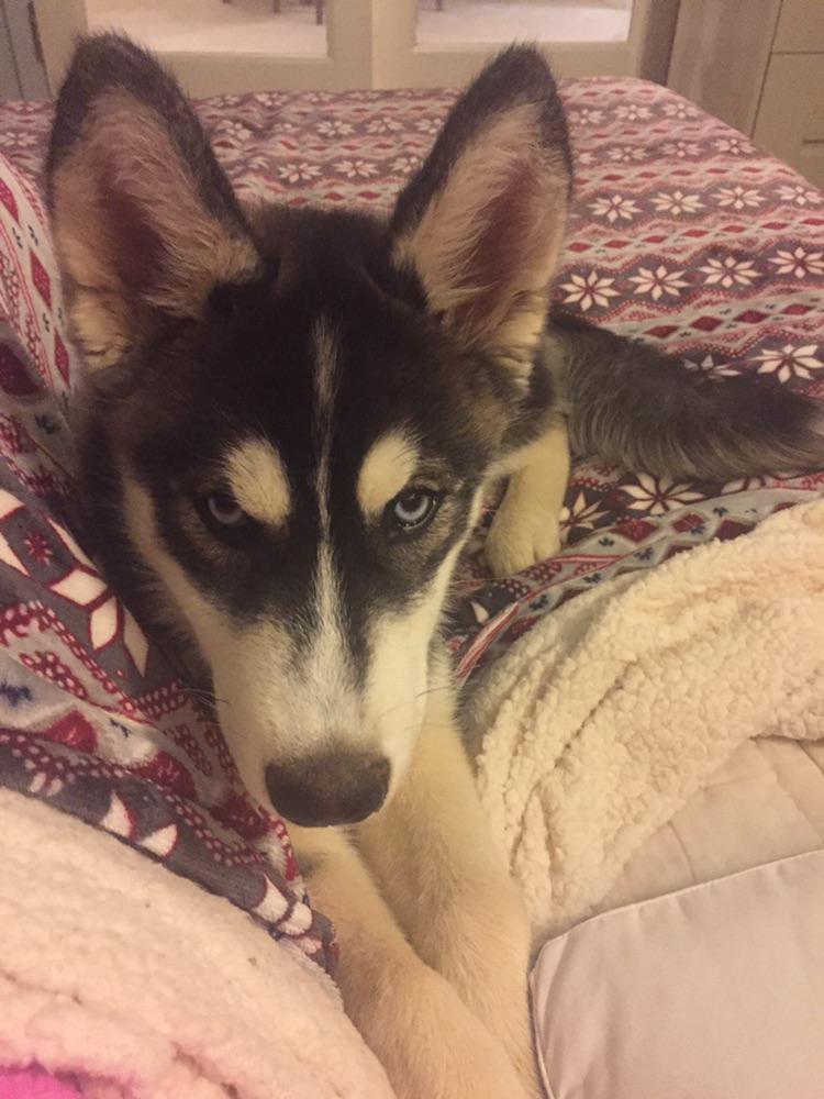 Sleepy snuggles | Scrolller