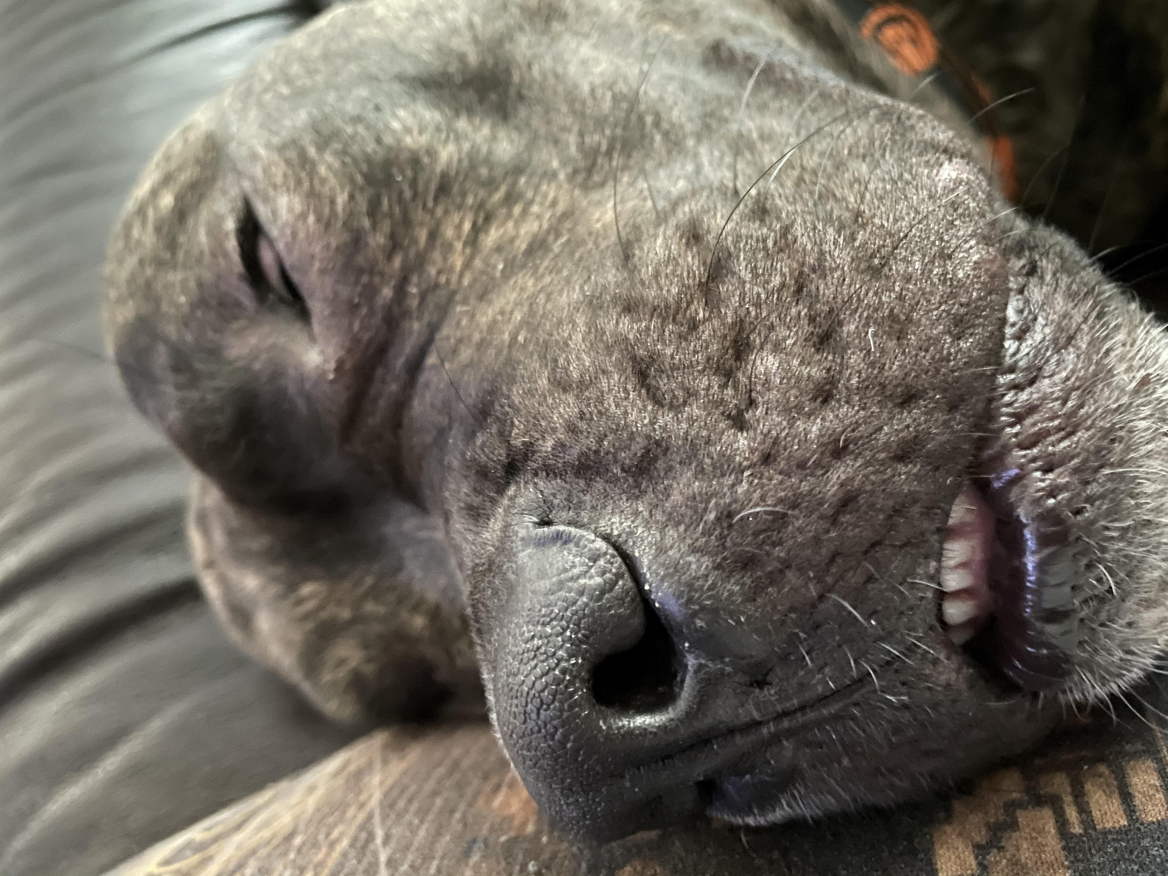 Sleepy toofers | Scrolller