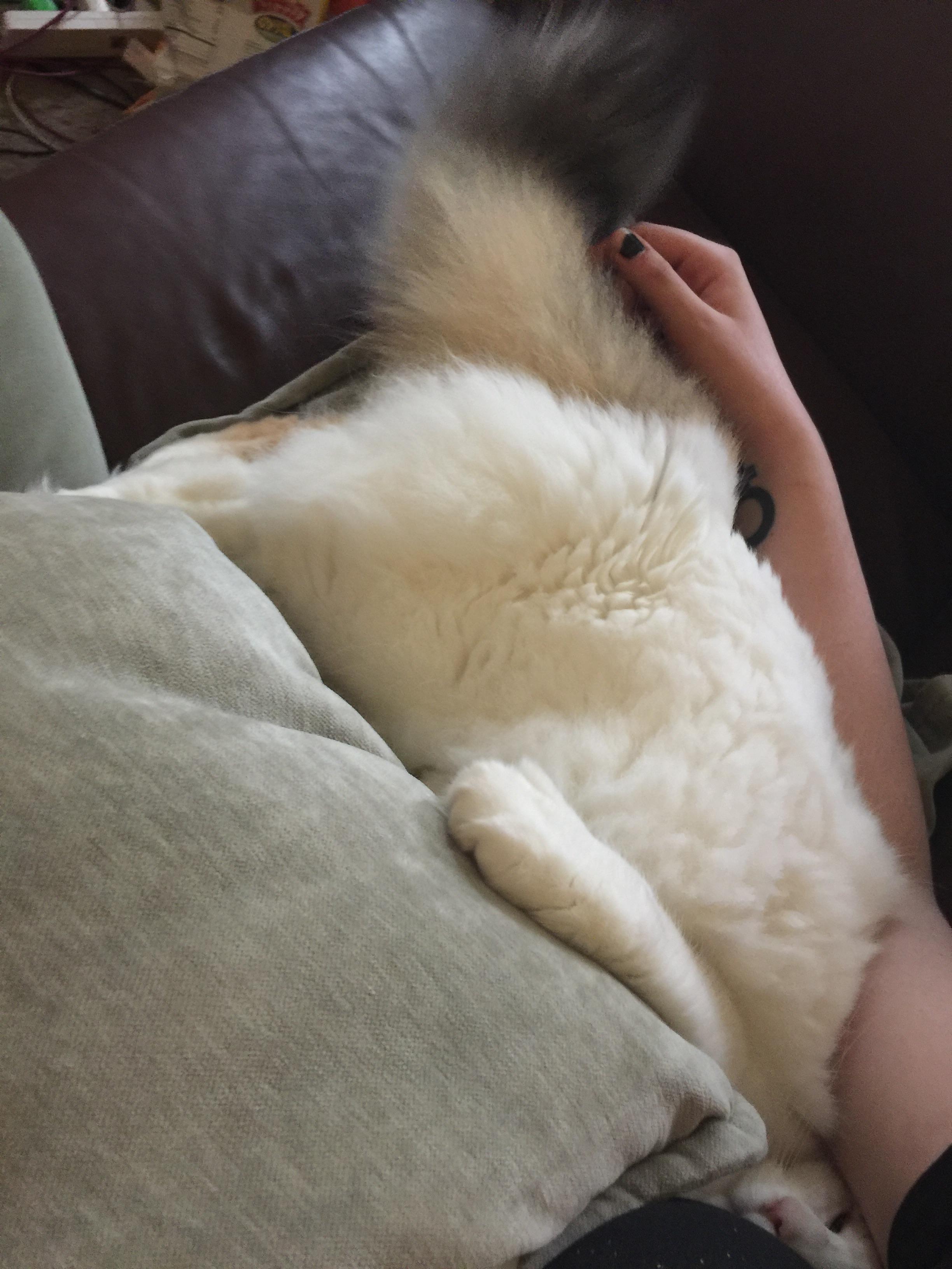 Slipping into the cat dimension before my very eyes | Scrolller