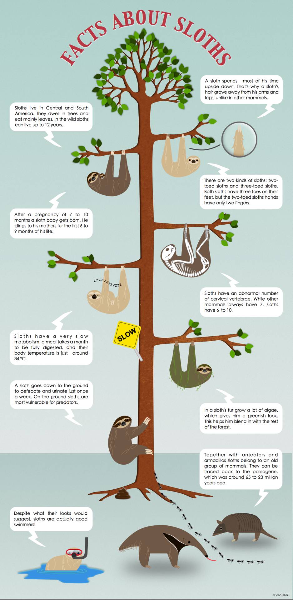 Sloths infographic! | Scrolller