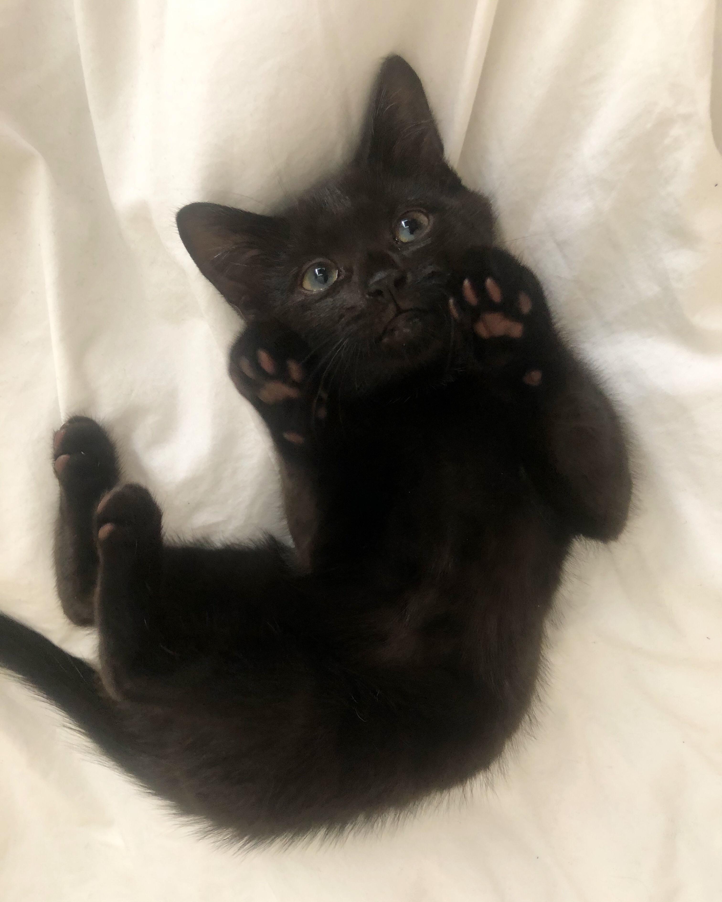 Small chocolate beans! | Scrolller