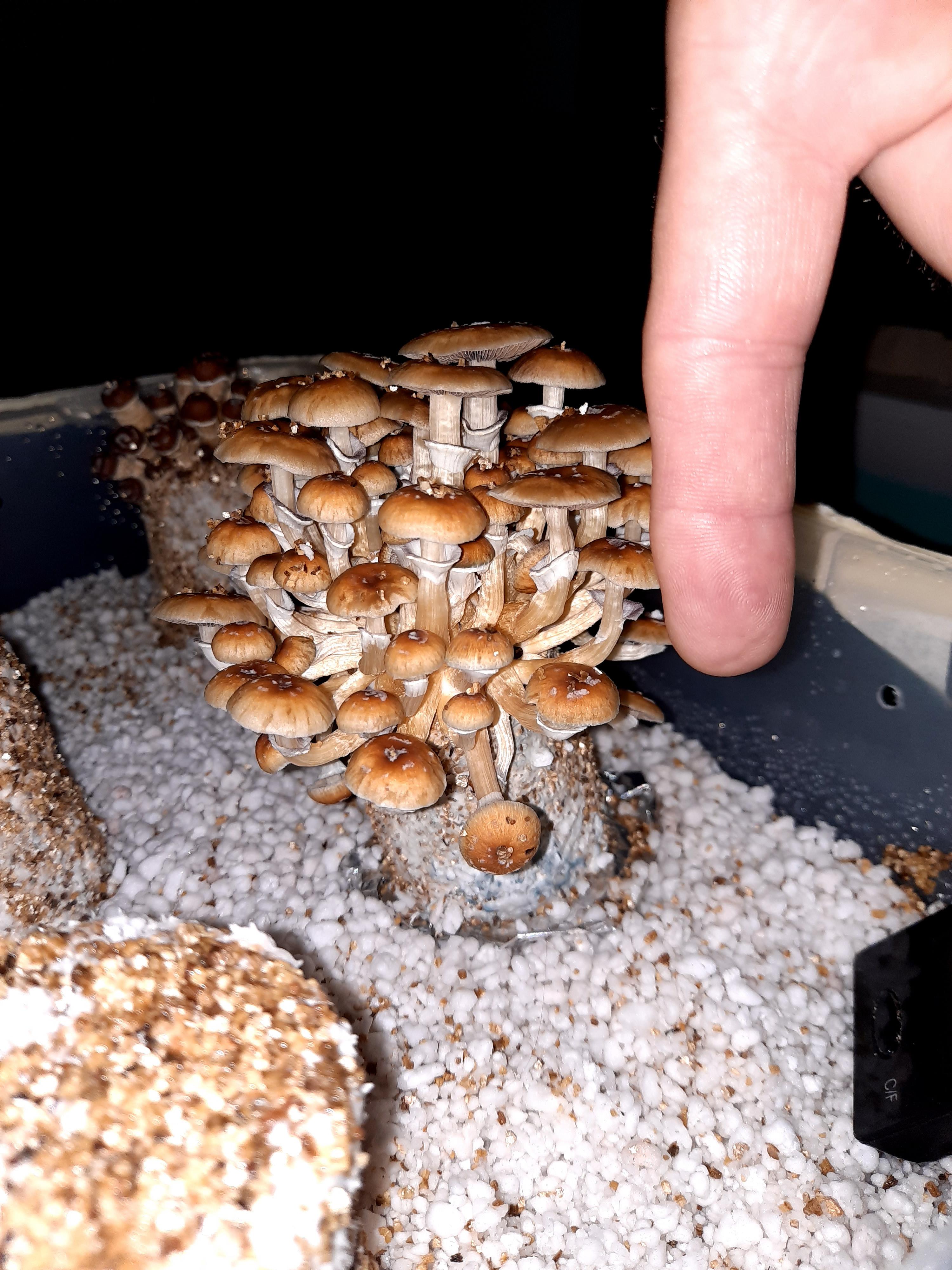 Small fruits. First flush ever. Over moisturized? | Scrolller