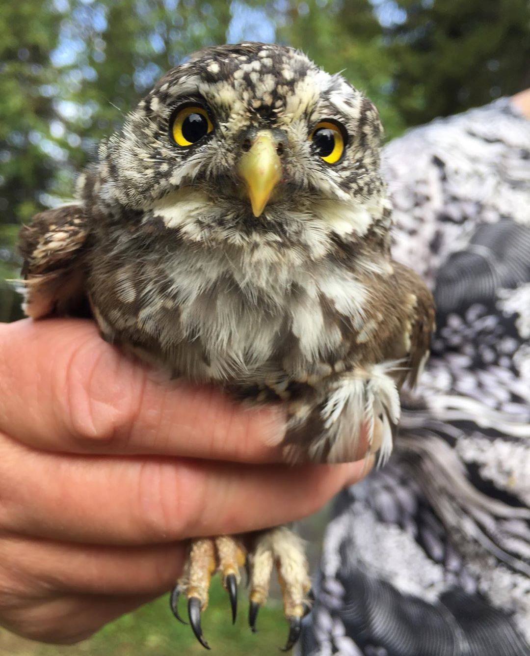 Small owl | Scrolller