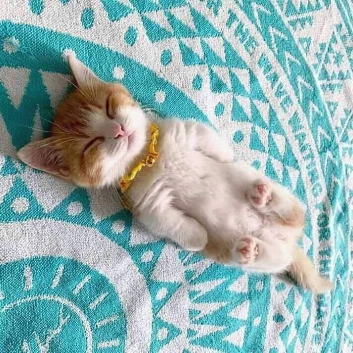 smol belly | Scrolller