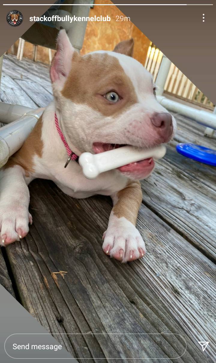 Smol Bone for a smol bully | Scrolller