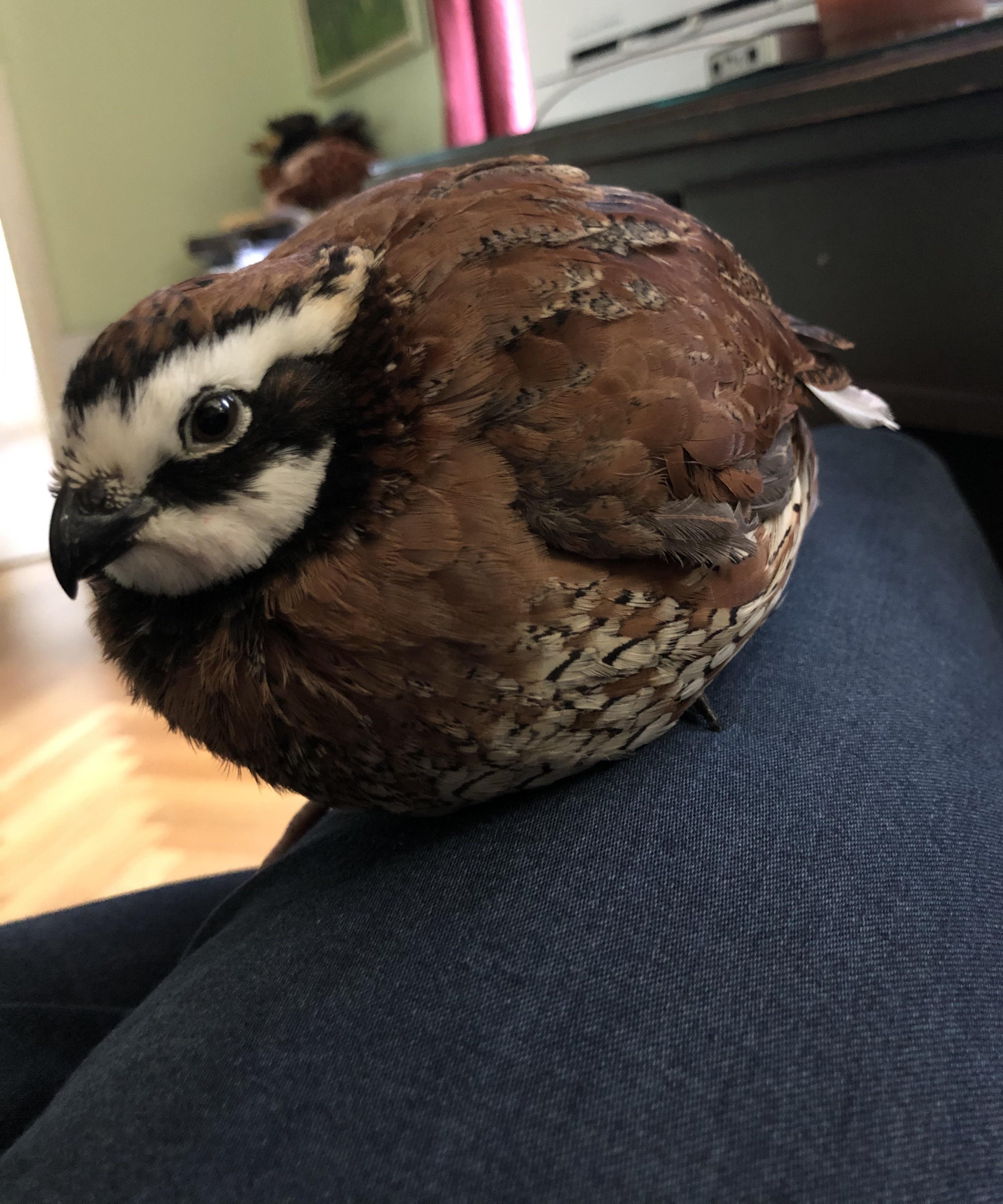 Smol borb | Scrolller