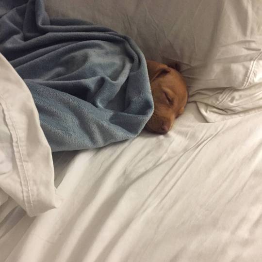 Smol doggo does a h*ckin’ comfy sleep | Scrolller