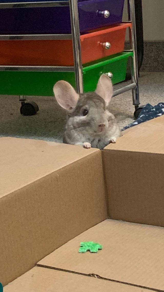 Smol goblin | Scrolller