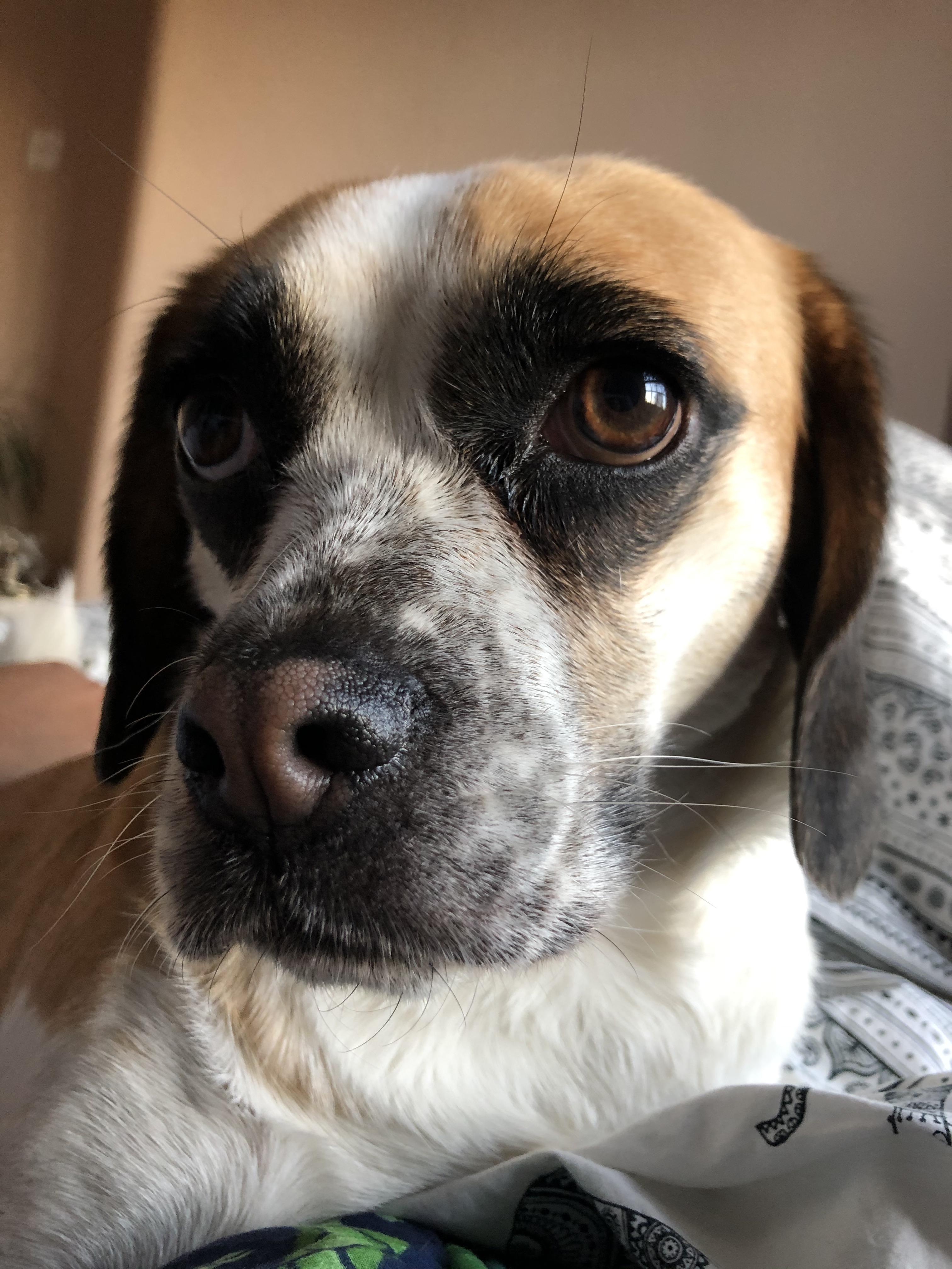 Smouldering eyes from Biscuit the Puggle | Scrolller