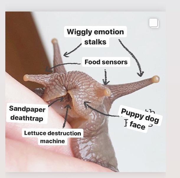 Snail Anatomy | Scrolller