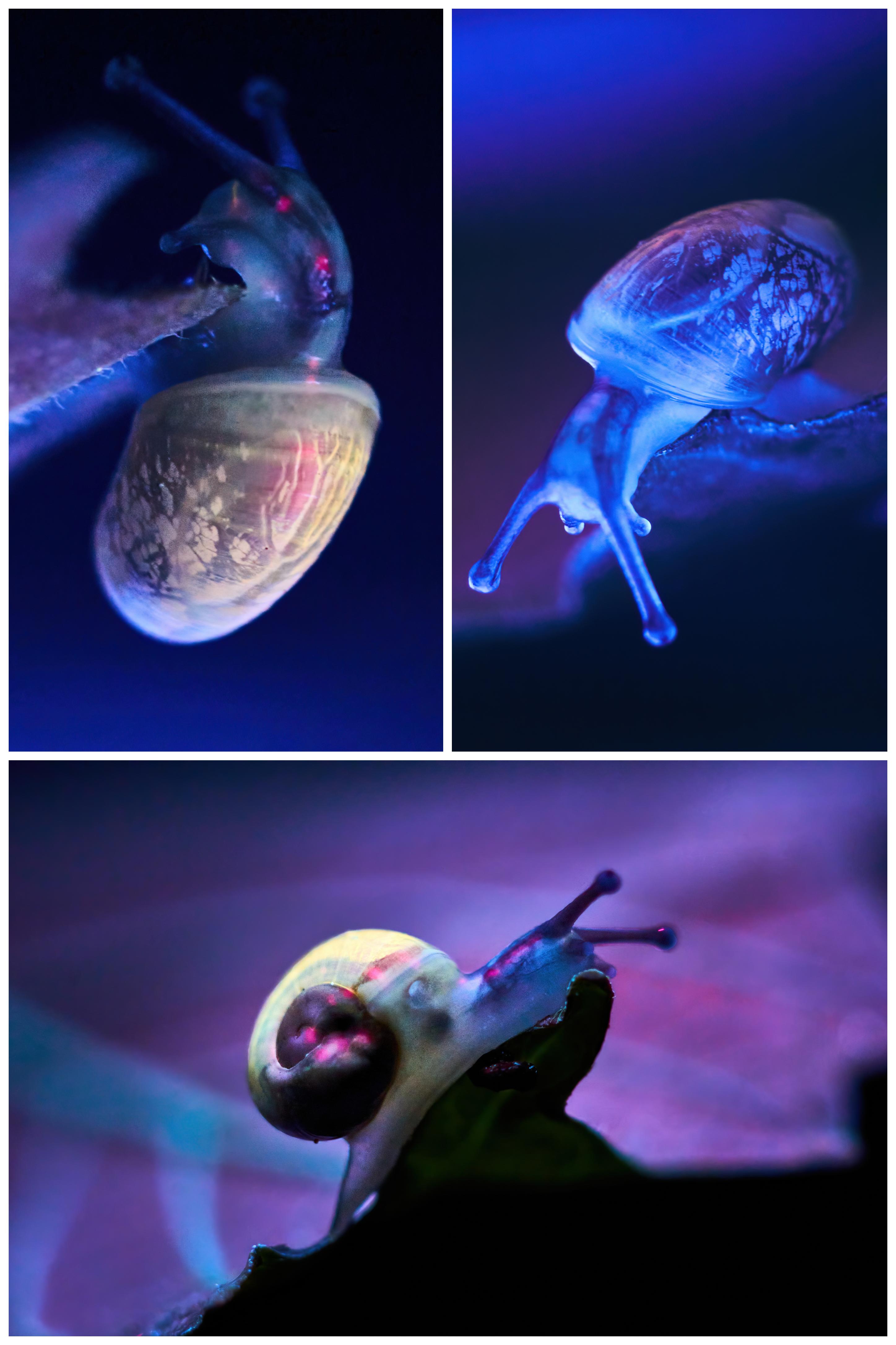 Snail under UV light [OC] | Scrolller