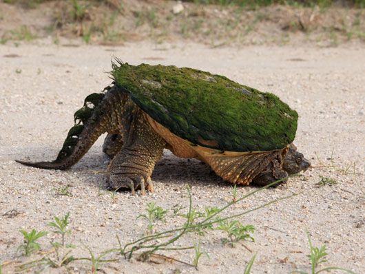 Snapping turtle with moss-covered shell taking a defensive stance. | Scrolller