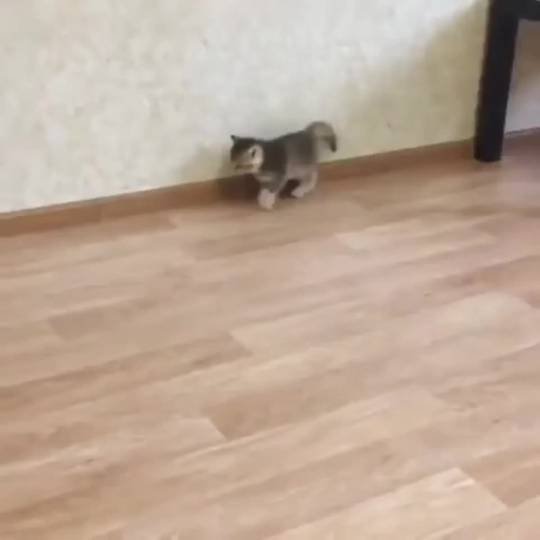 Sneak attack | Scrolller