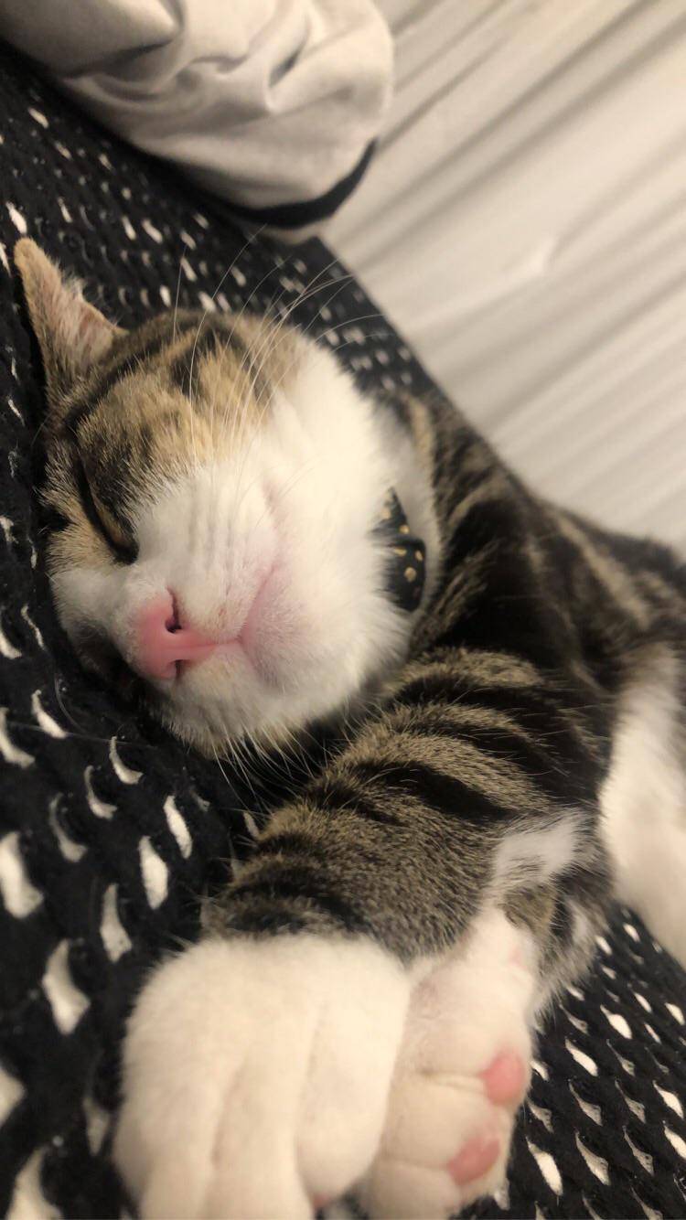 Snoot boop | Scrolller