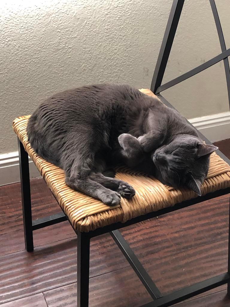 Snoozing in his favorite chair. | Scrolller