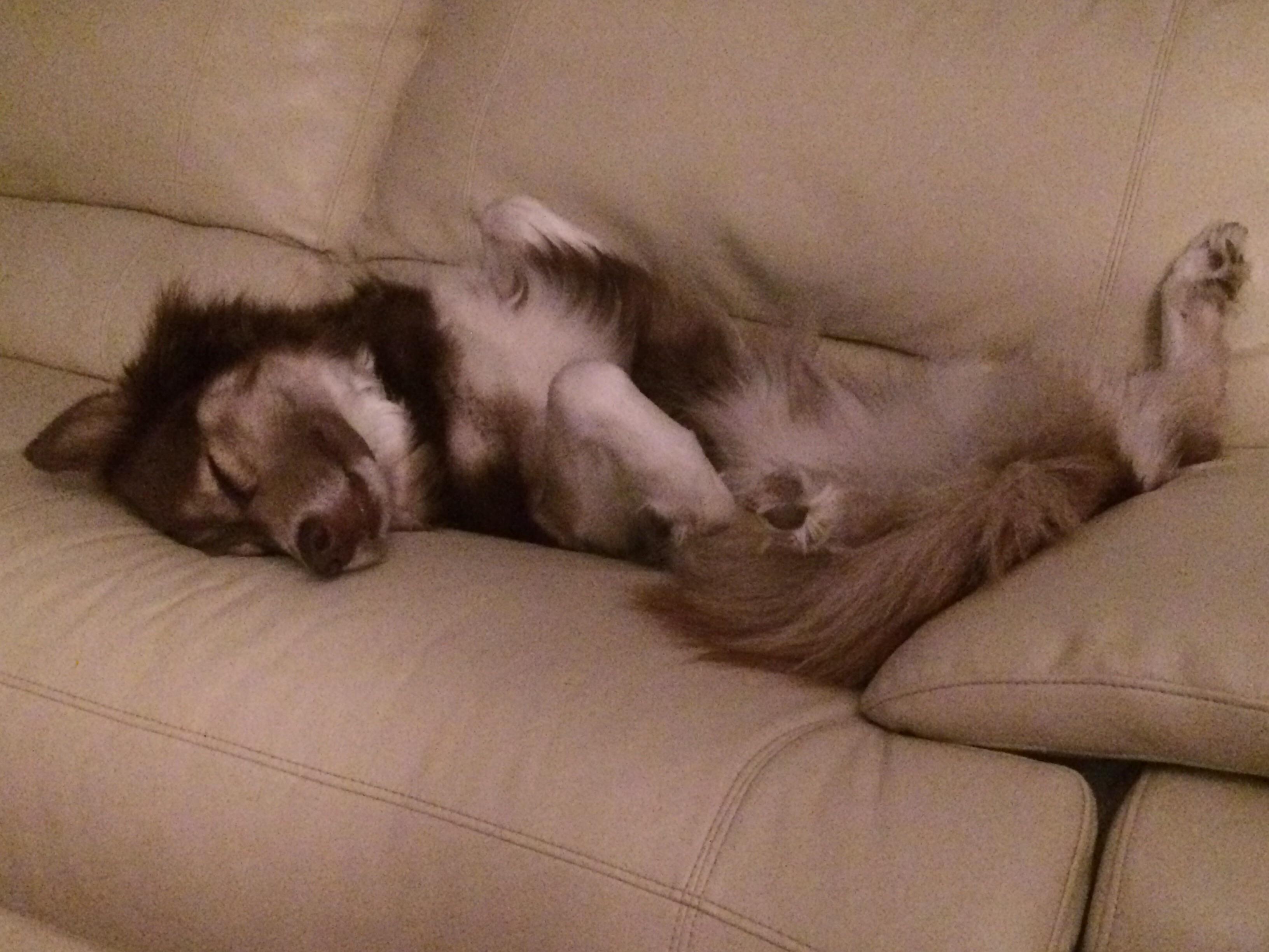 Snoozing red husky, Aya Sophia | Scrolller