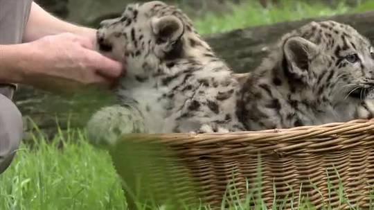 Snow Leopard Cubs at Eight Weeks. Text was on original video) | Scrolller