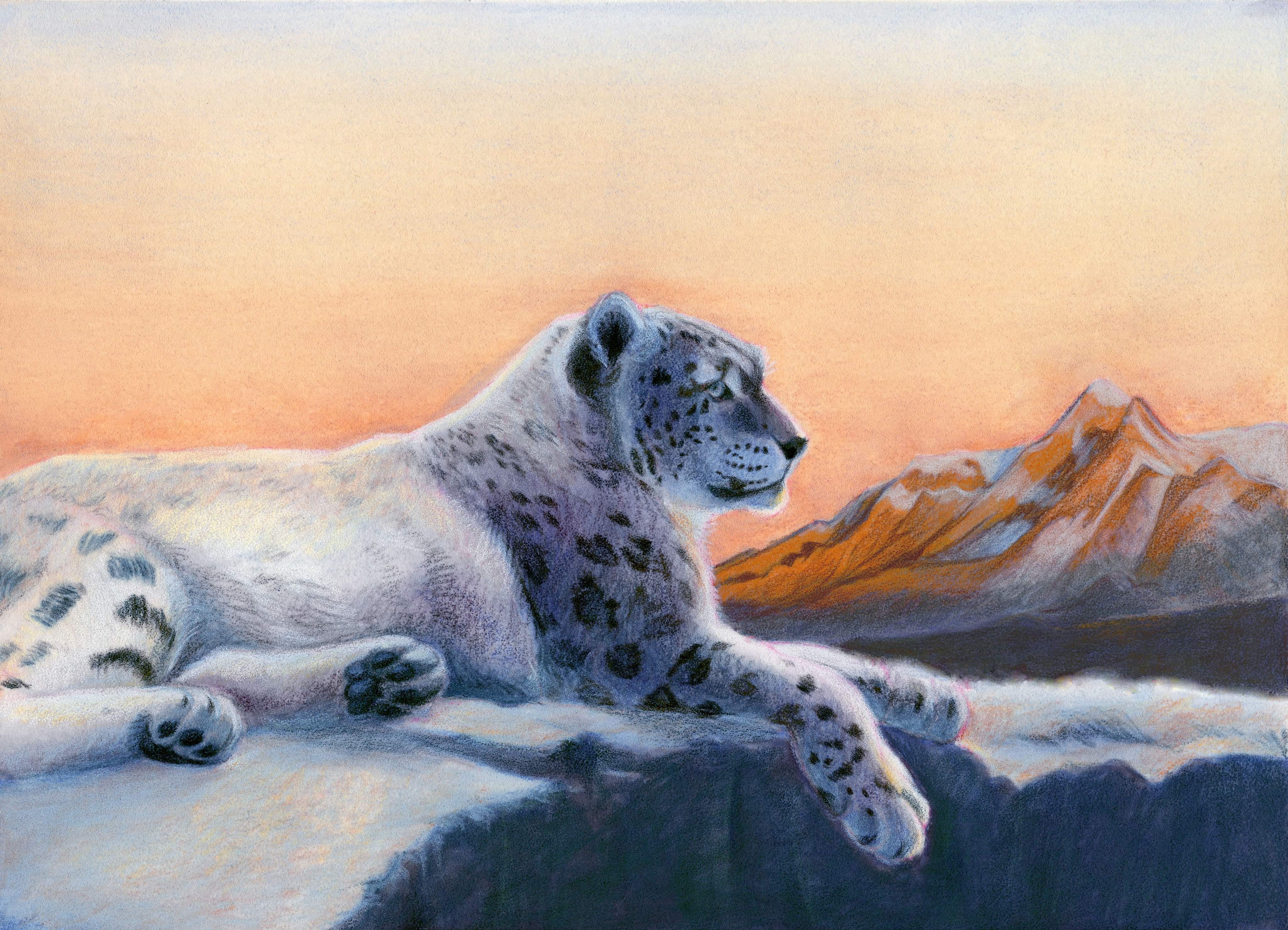 Snow Leopard | Scrolller