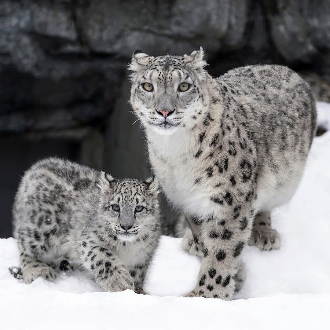 Snow Leopard mama and her cub | Scrolller