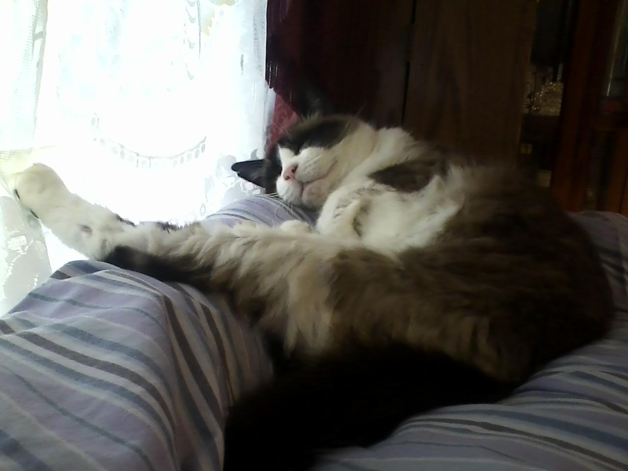 Snowball always made sleep look so satisfying. | Scrolller