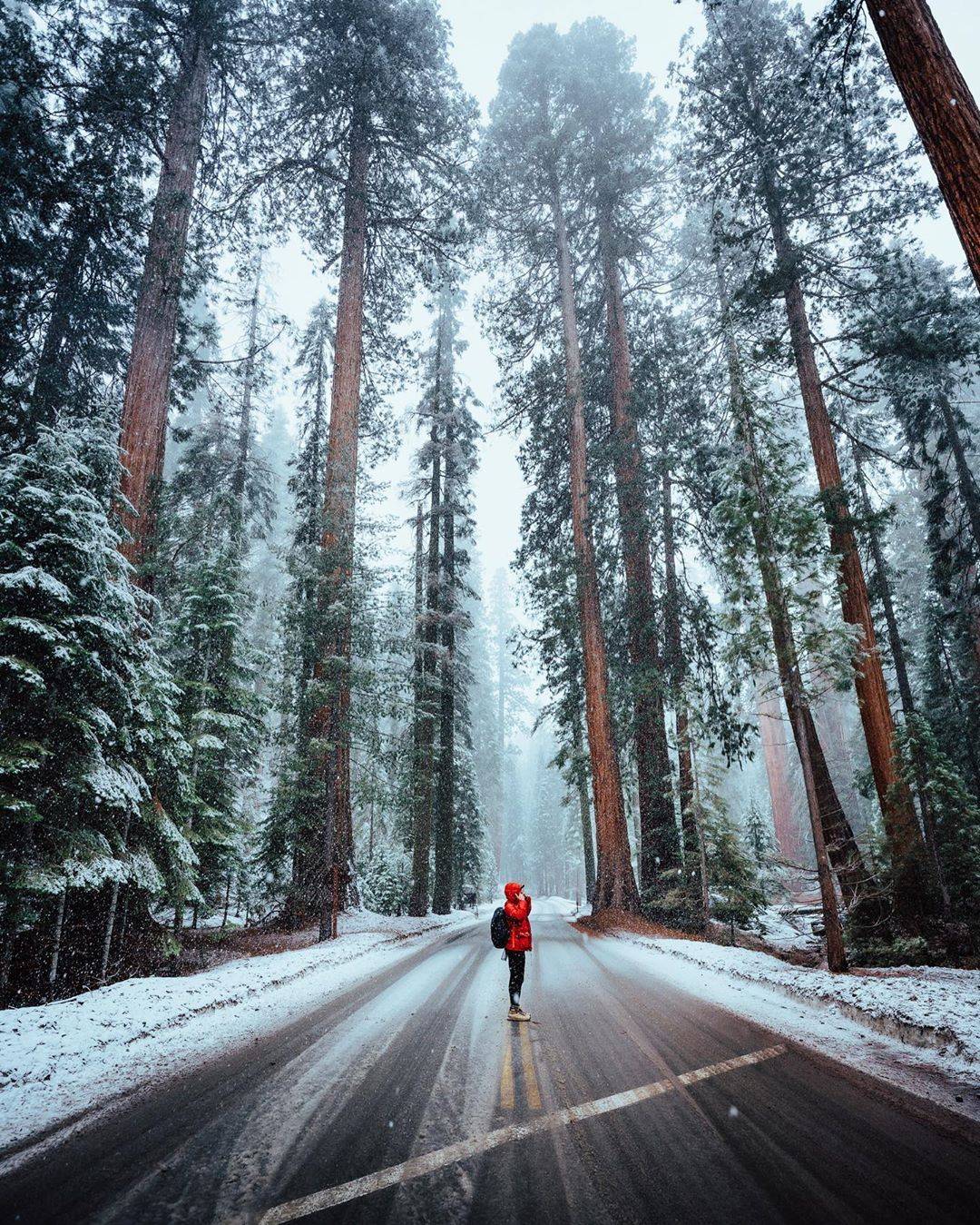 Snowy day at Sequoia National Forest | Scrolller