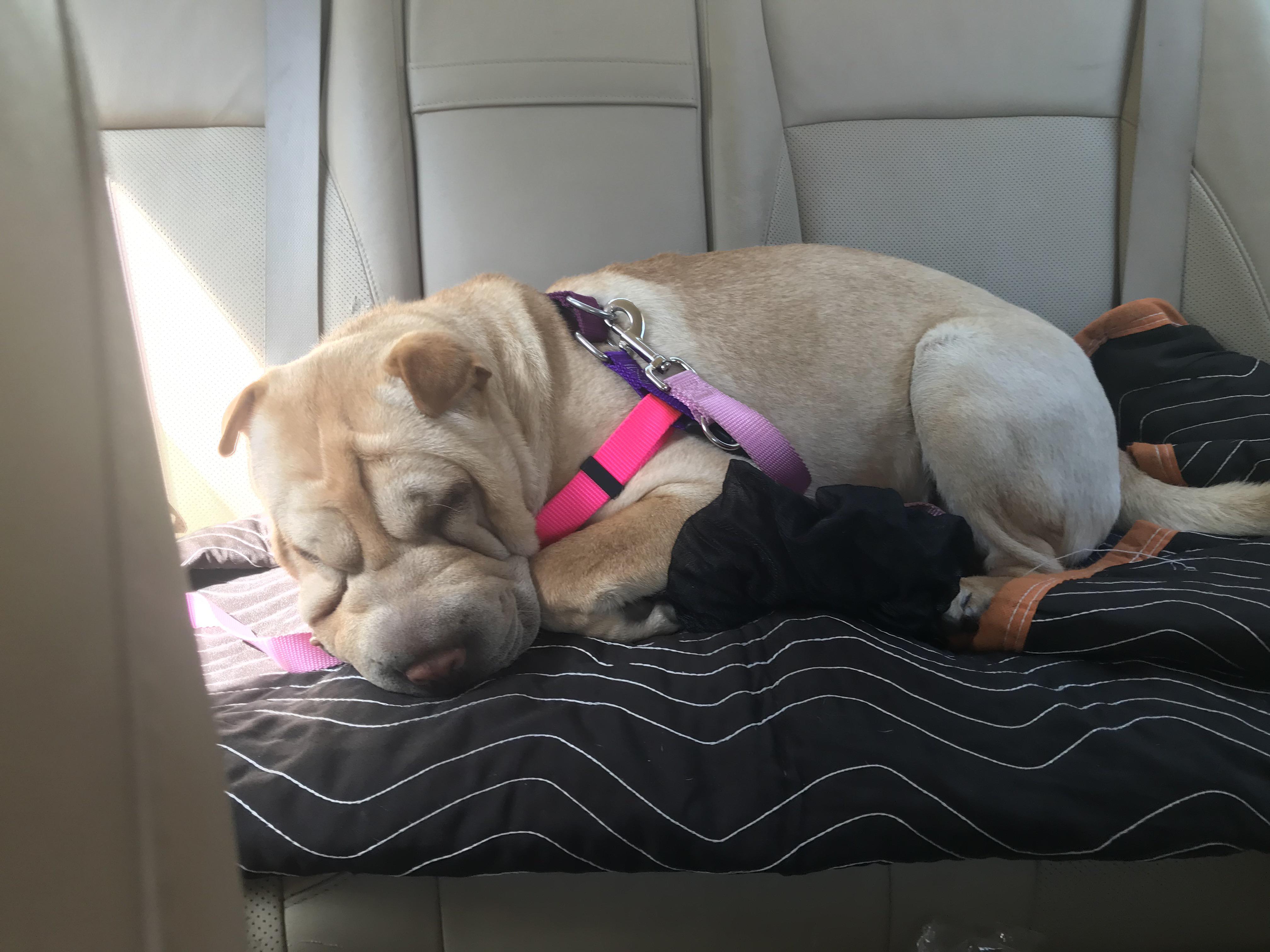 Snuffle pup tired after the park | Scrolller