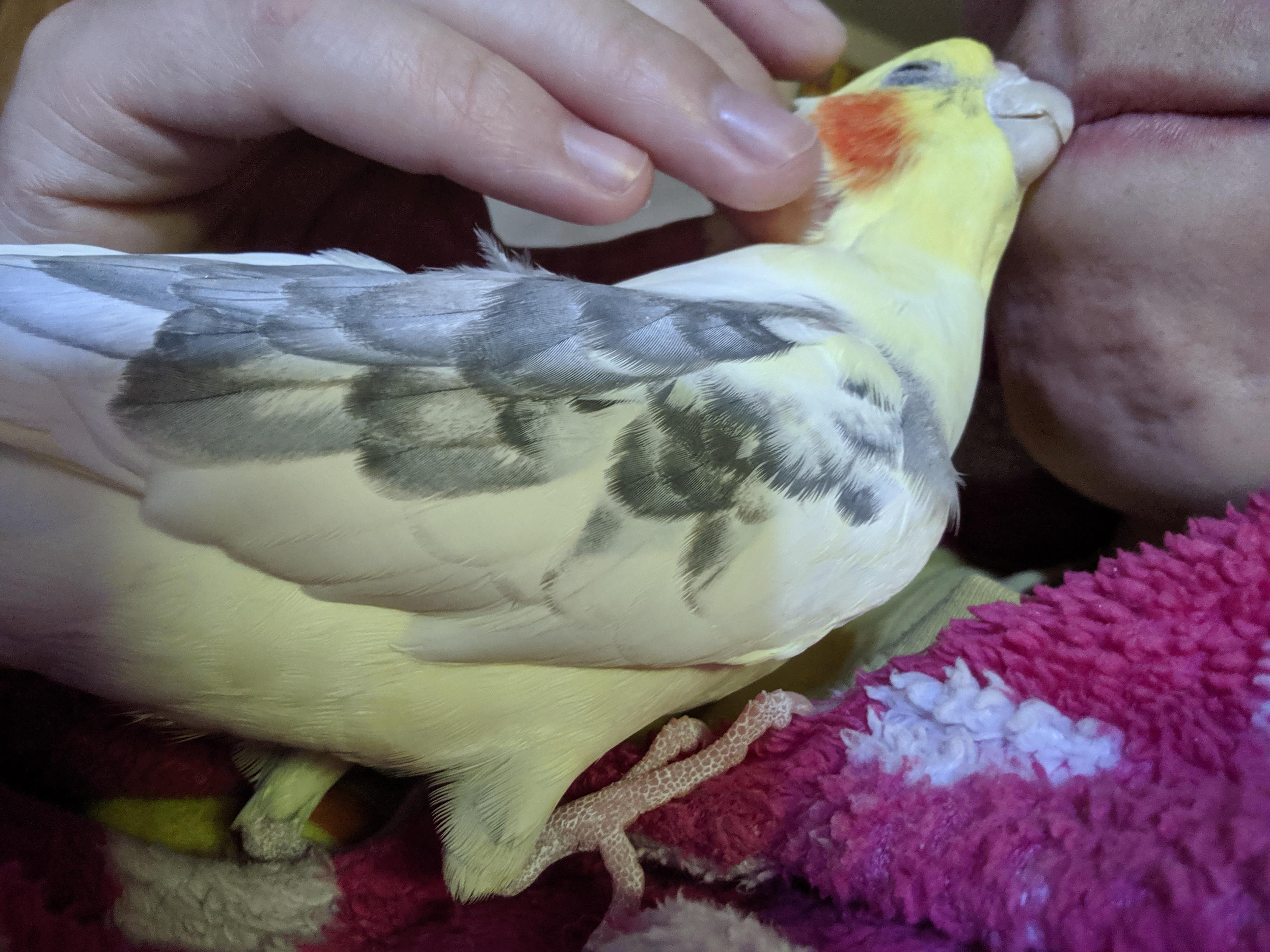 Snuggle Birb | Scrolller